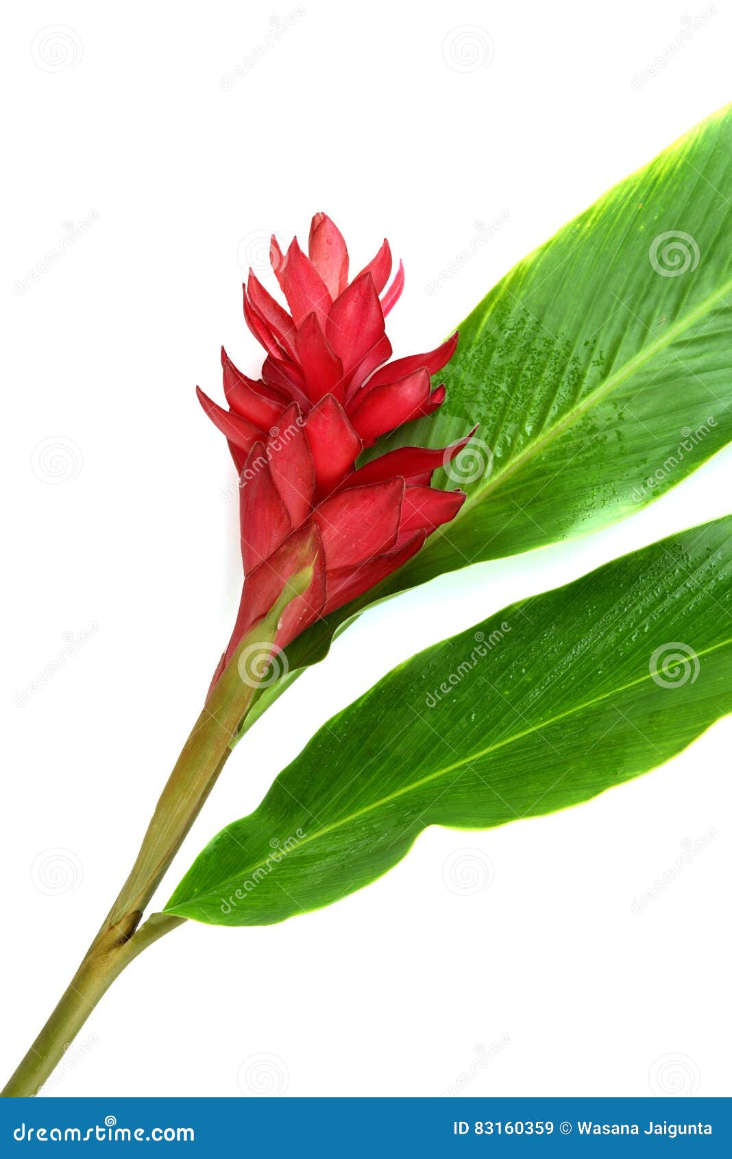 Zenzero Rosso O Lo Zenzero Rosa Del Piuma Dello Struzzo E Del Cono ...