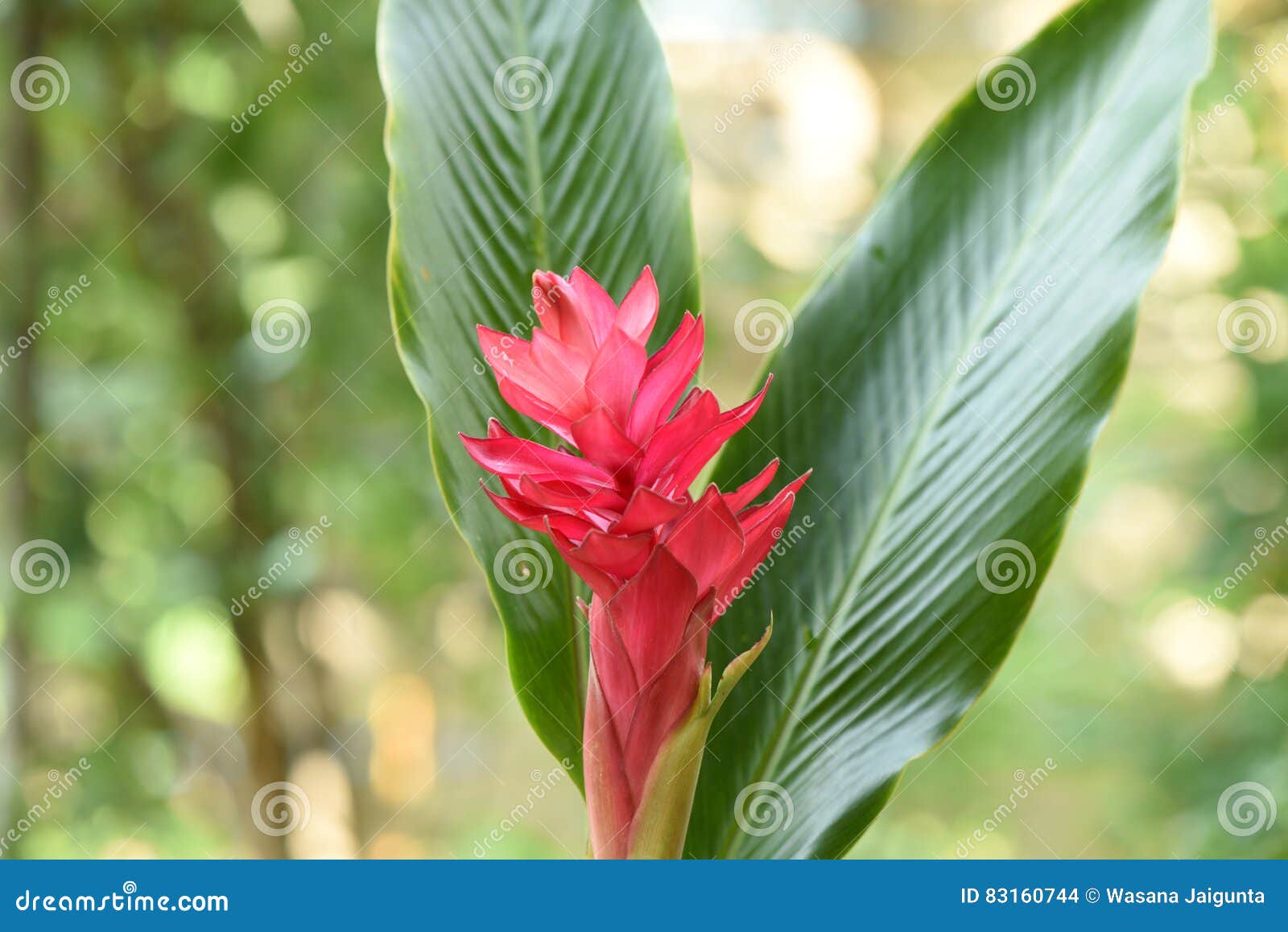Zenzero Rosso O Lo Zenzero Rosa Del Piuma Dello Struzzo E Del Cono ...