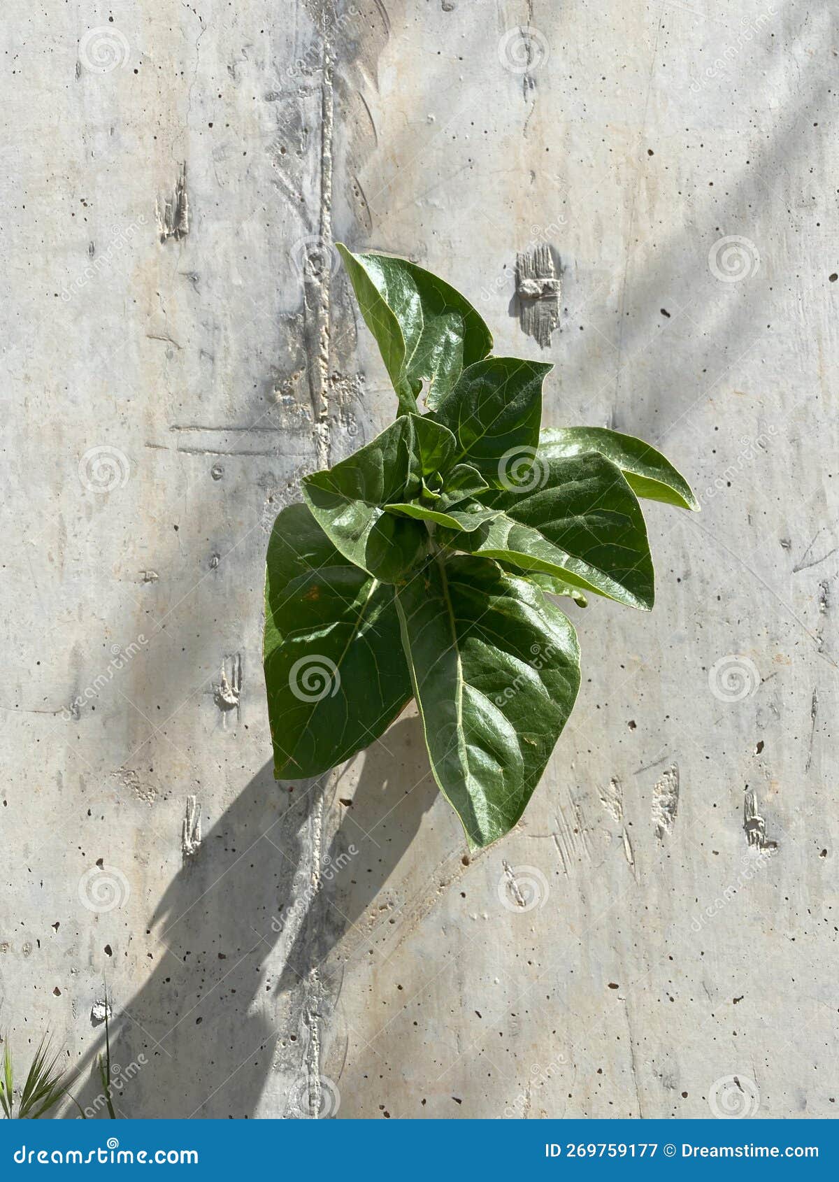 A Zeoplant Sprouting through a Concrete Wall. Stock Image - Image of ...