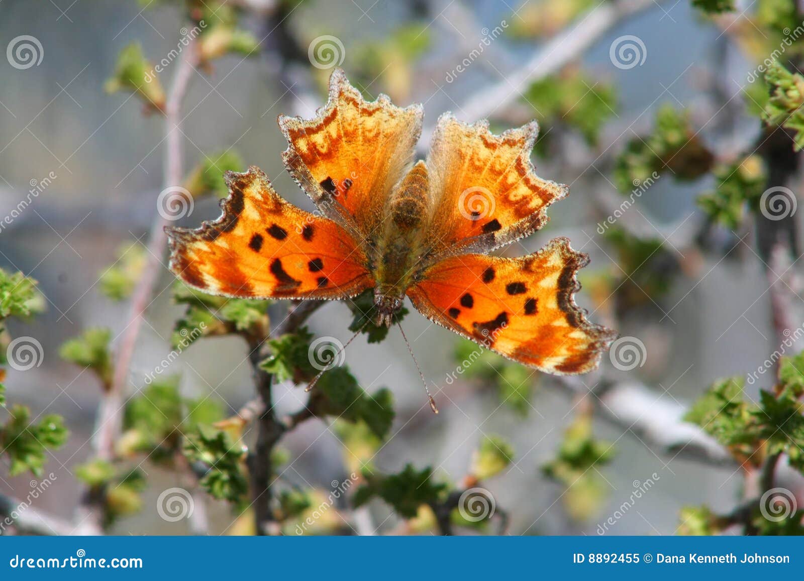 Zephyr Anglewing Butterfly stock image. Image of wildlife - 8892455