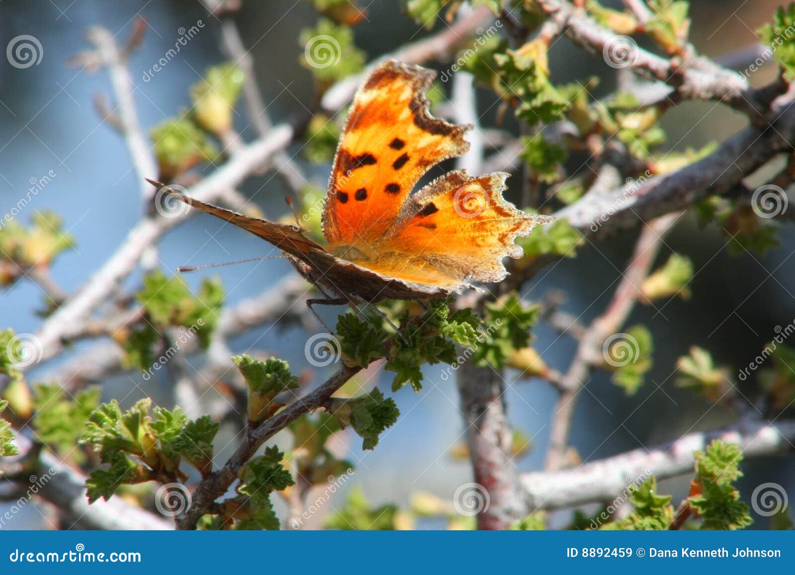 Zephyr Anglewing Butterfly stock image. Image of butterfly - 8892459