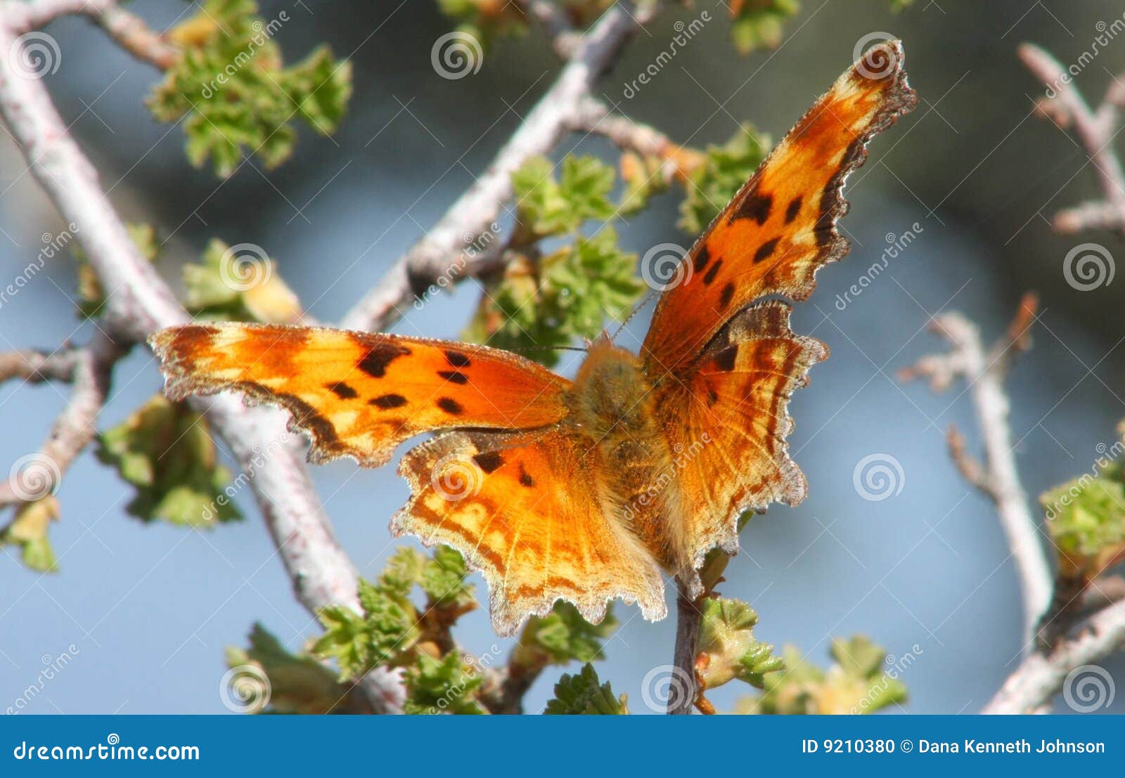 Zephyr Anglewing Hoary Comma Butterfly Stock Photo - Image of insects ...