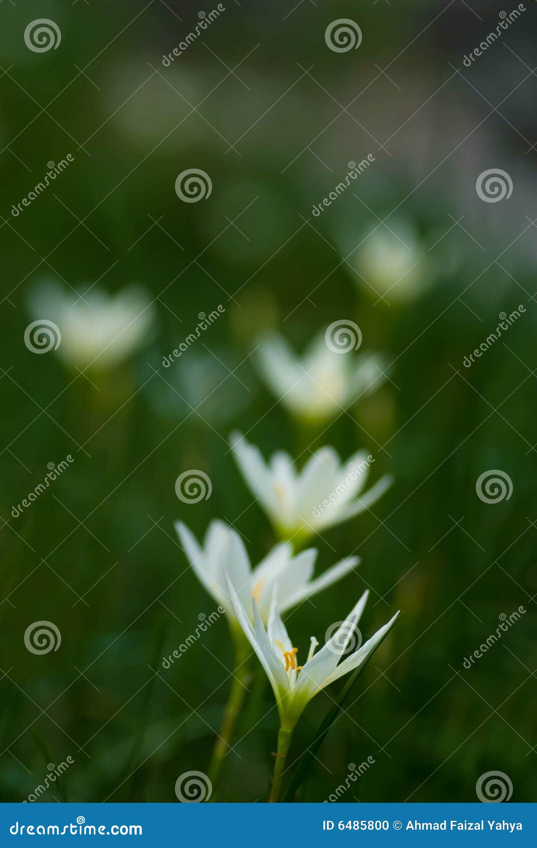 Zephyranthes candida stock photo. Image of nature, leaf - 6485800
