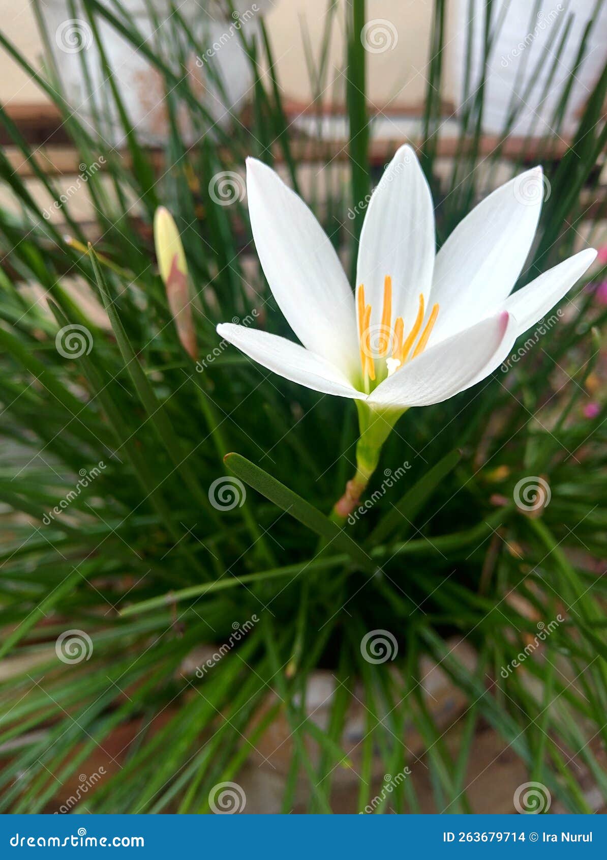 Zephyranthes Candida Flower White Plant Stock Photo - Image of candida ...