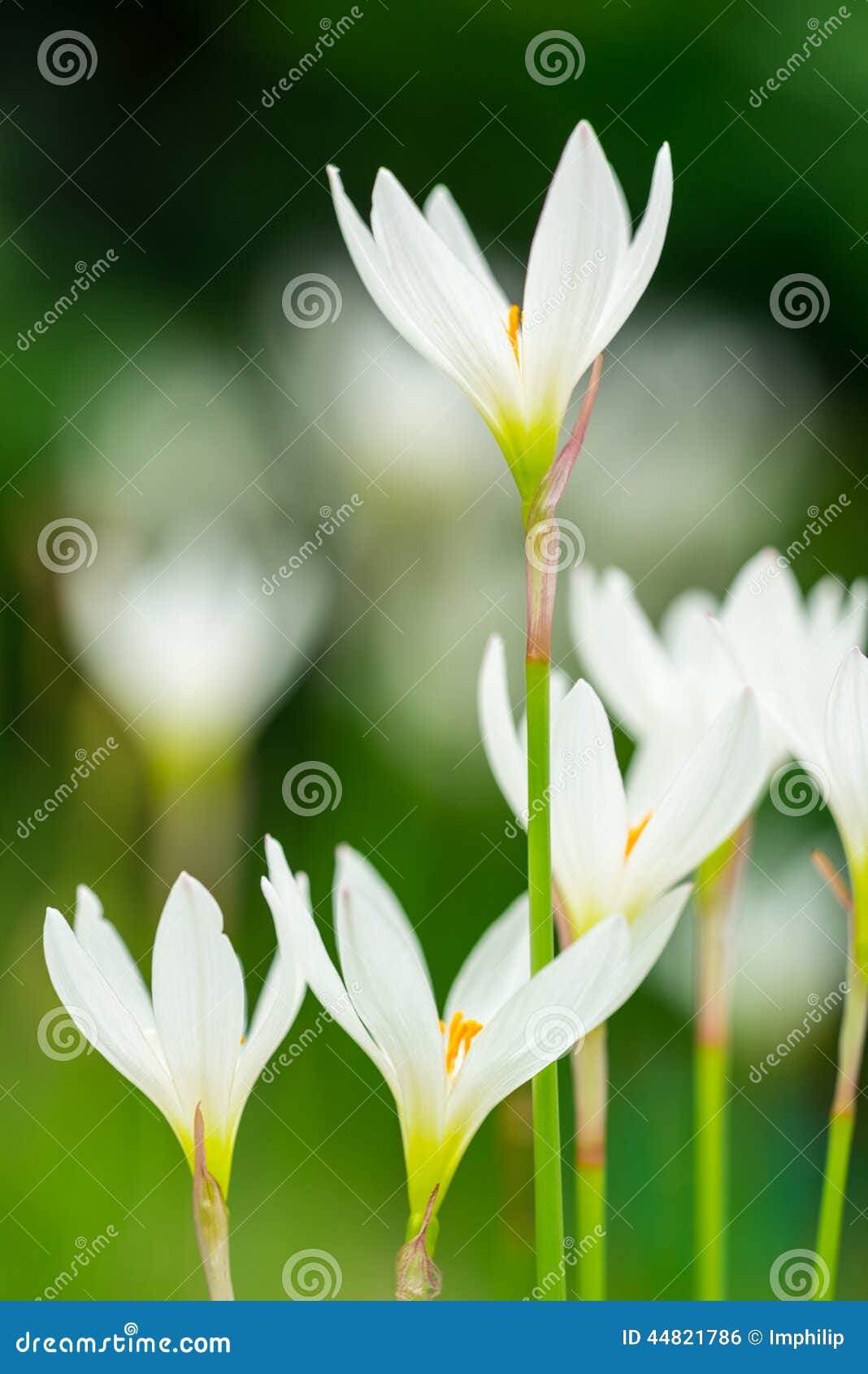 Zephyranthes candida Herb stock photo. Image of flower - 44821786