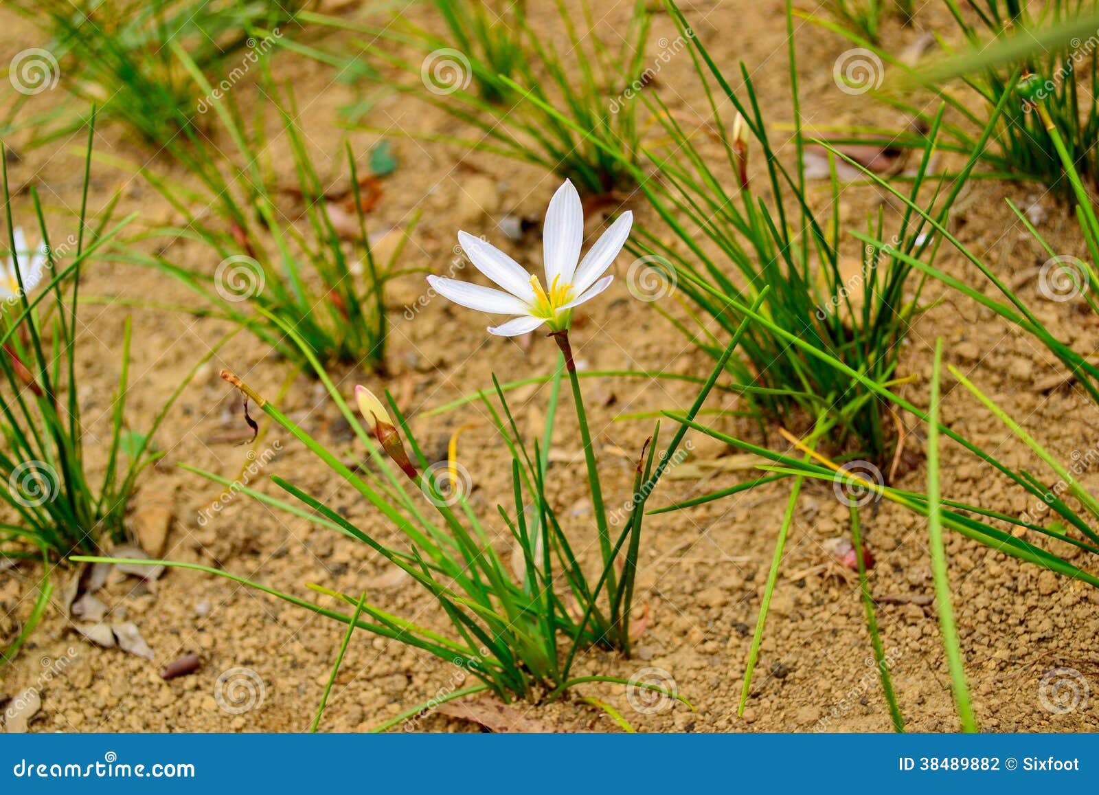 Zephyranthes Candida or White Rain Lily Stock Photo - Image of floral ...
