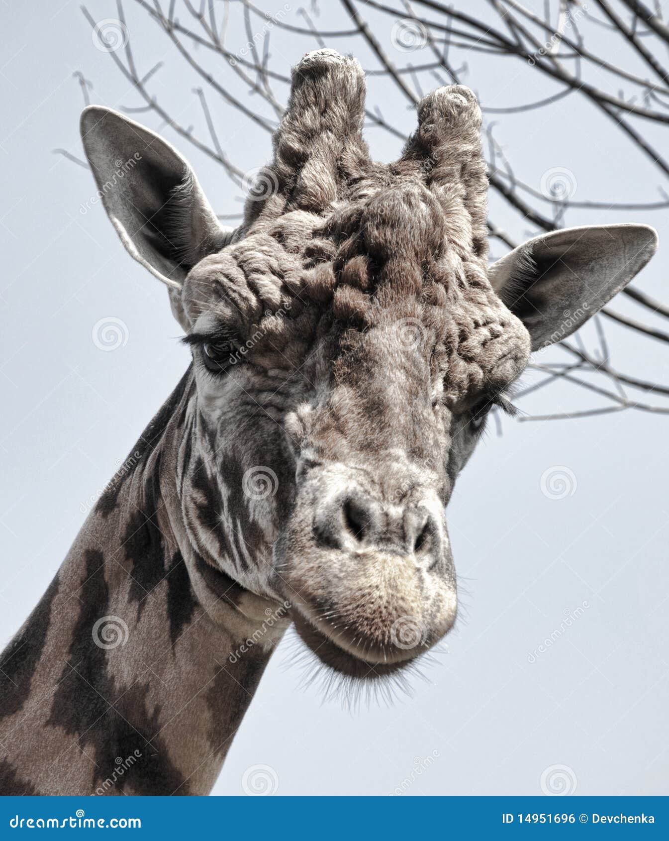 Zeraf stock photo. Image of mammals, tropical, animal - 14951696