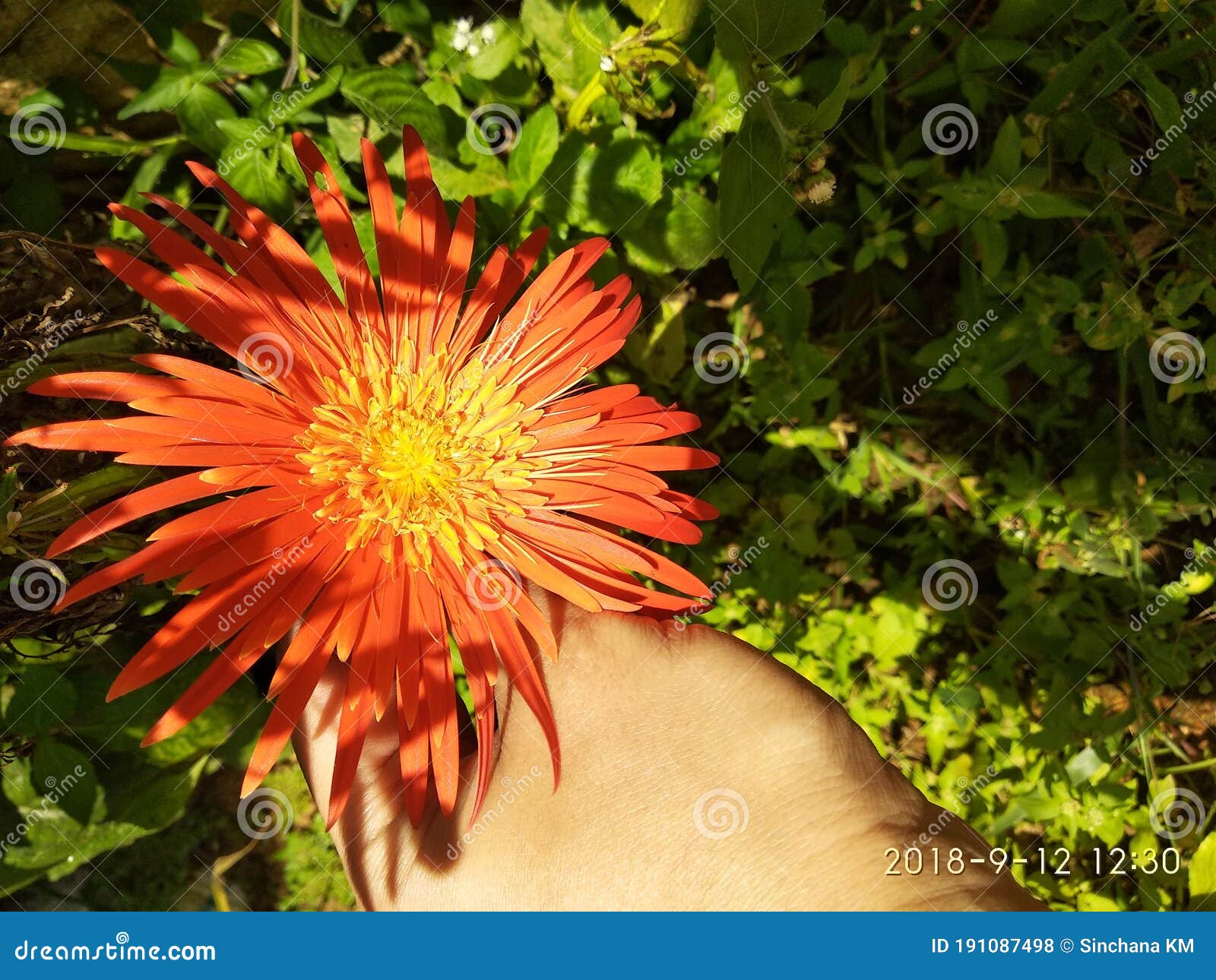 Zerbera flower stock photo. Image of petal, leaf, wildflower - 191087498