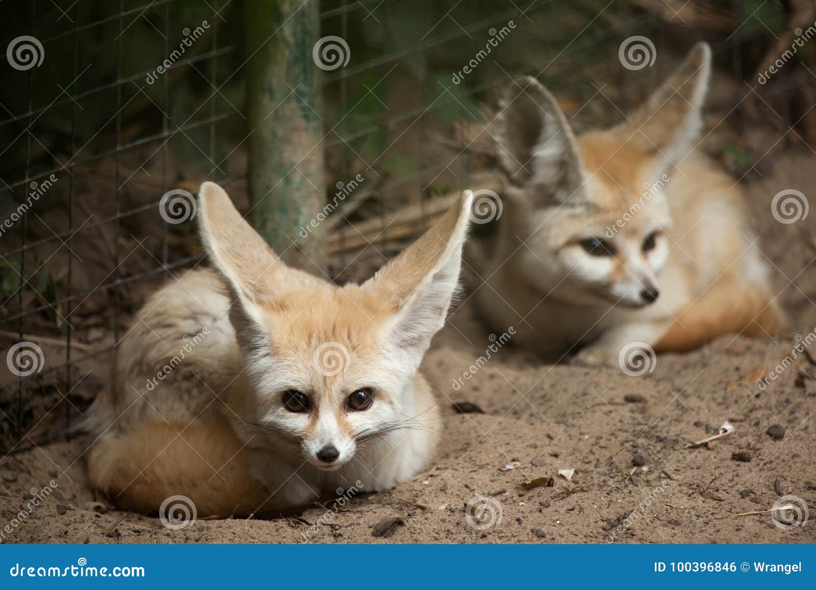 Zerda Del Vulpes Del Zorro De Fennec Foto de archivo - Imagen de ...