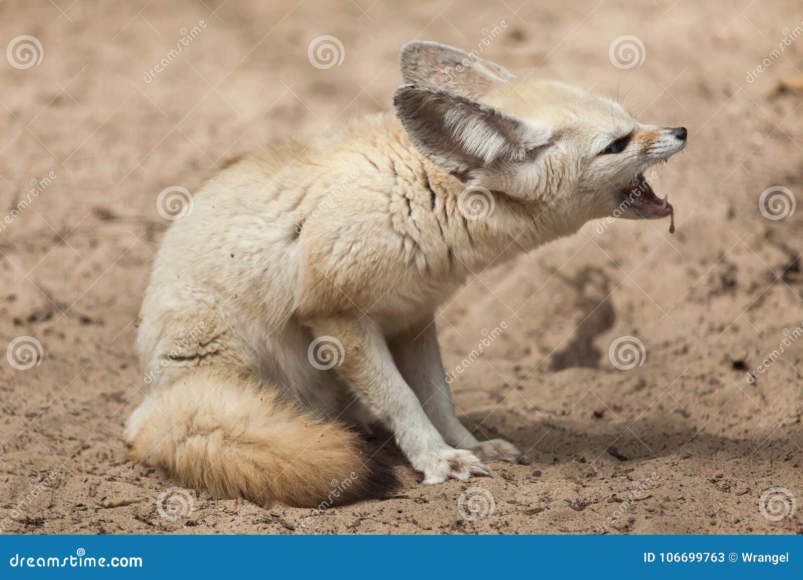 Zerda Del Vulpes Del Zorro De Fennec Imagen de archivo - Imagen de ...