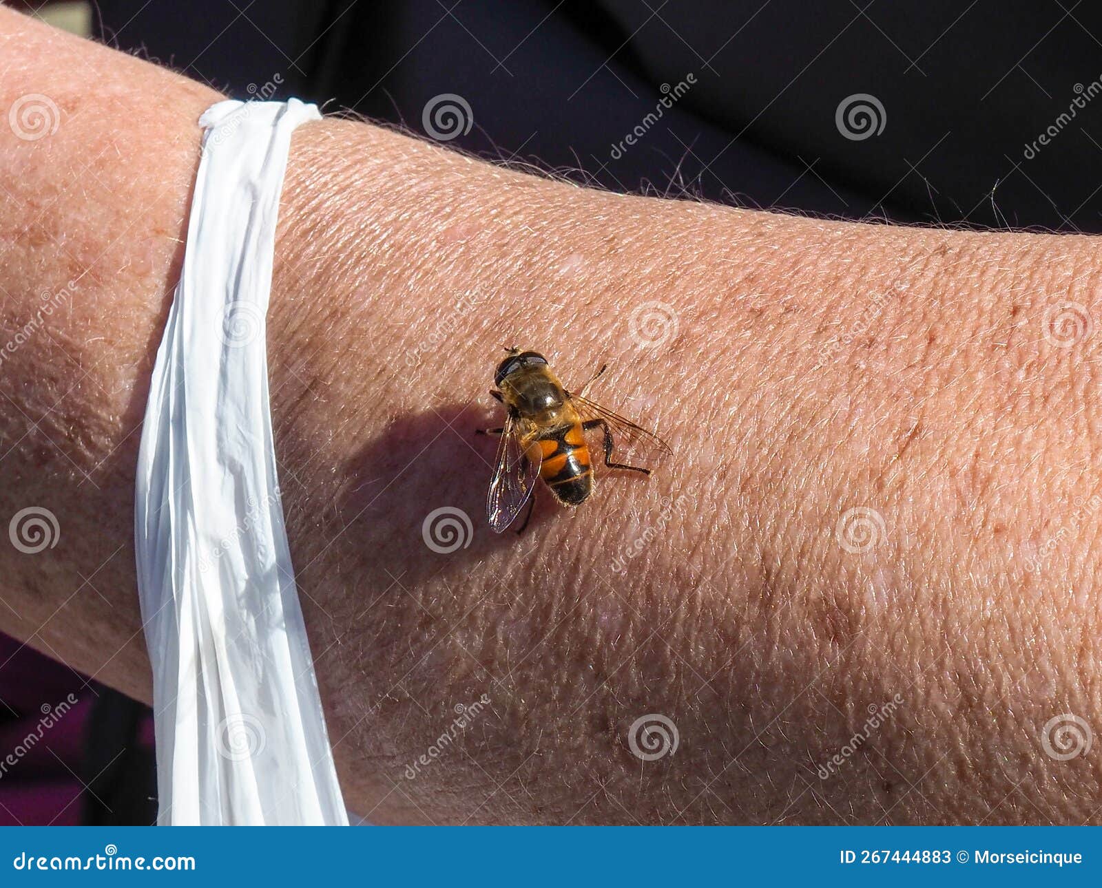 Bee resting on the arm stock image. Image of flier, finger - 267444883