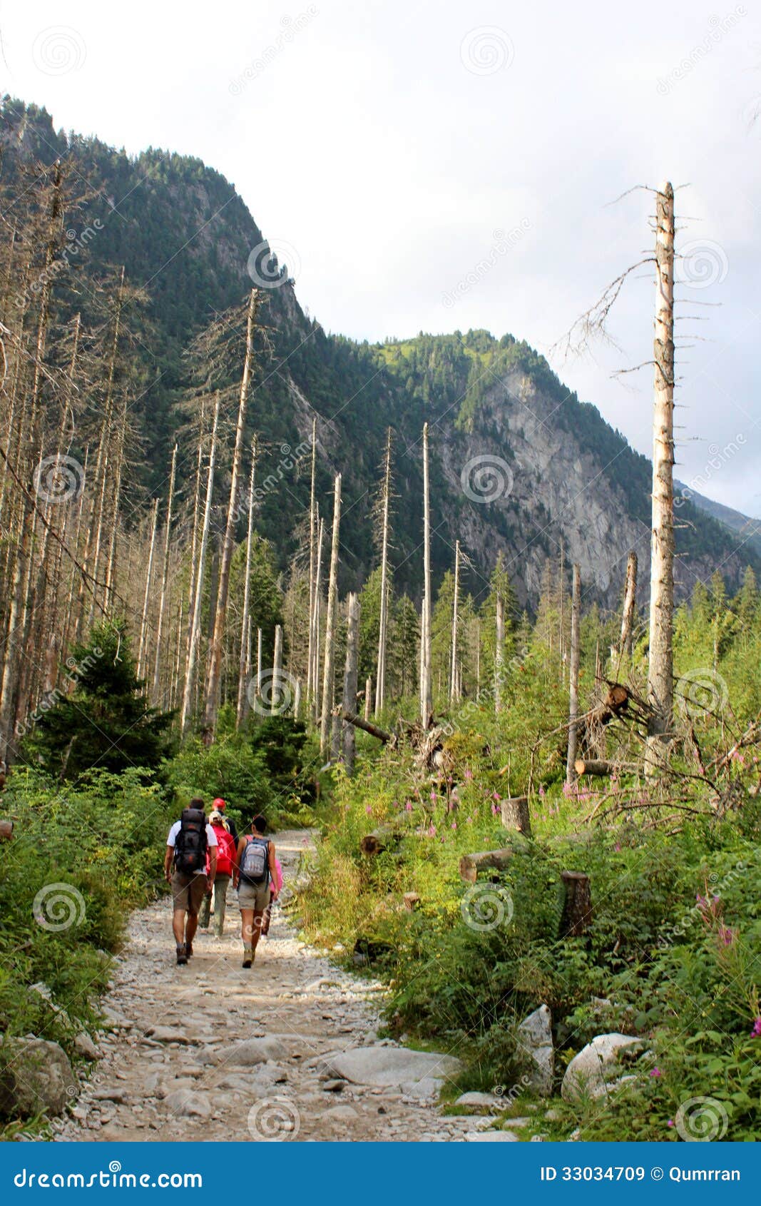 Zerstörter Wald in Tatra-Bergen, Polen Redaktionelles Stockbild - Bild ...