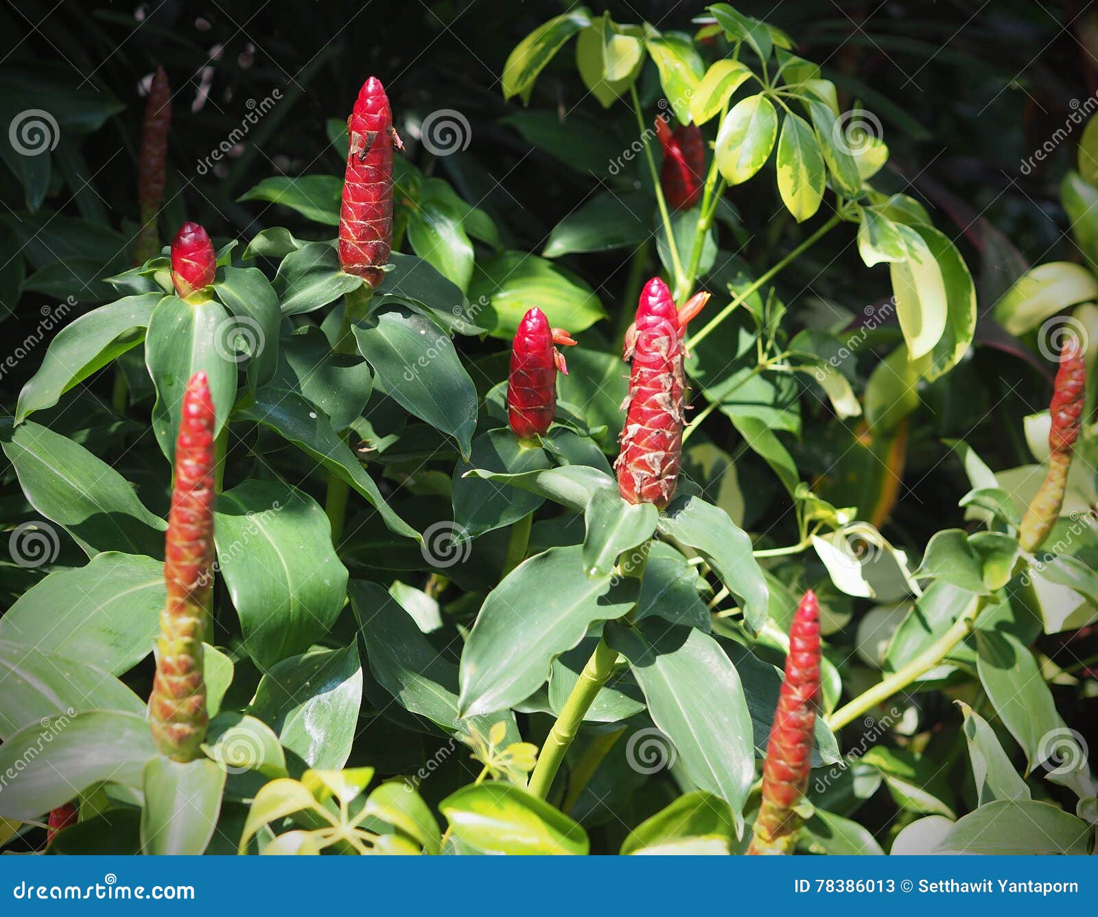 Zerumbet Flower or Zingiber Flowers Red Color. Stock Image - Image of ...