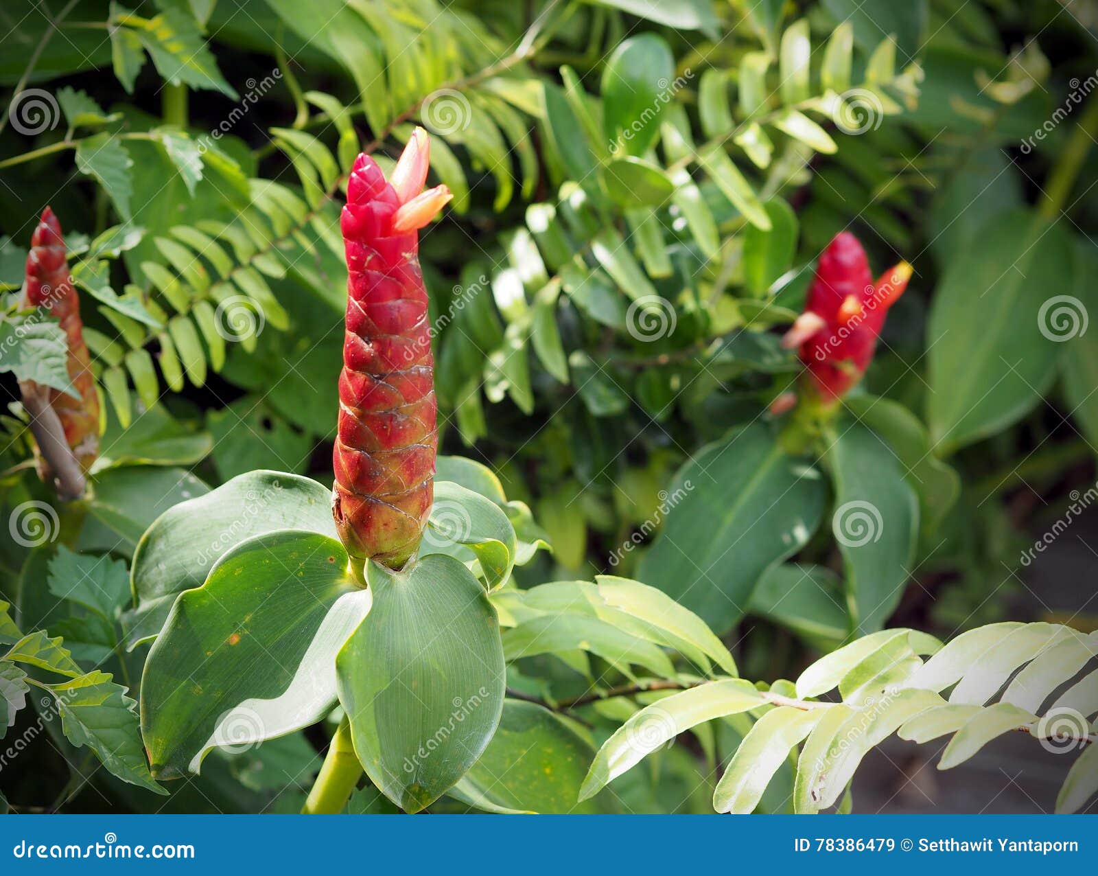 Zerumbet Flower or Zingiber Flowers Red Color. Stock Image - Image of ...