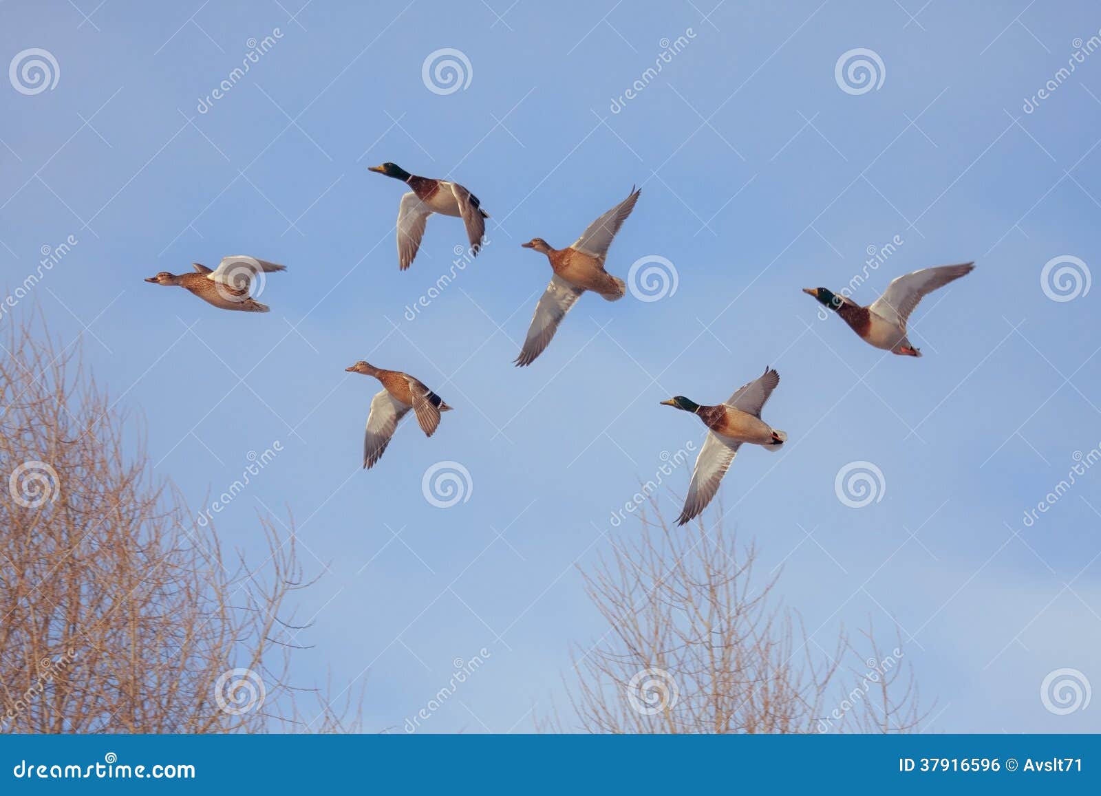 Zes vliegende eenden stock foto. Image of mallard, rivier - 37916596