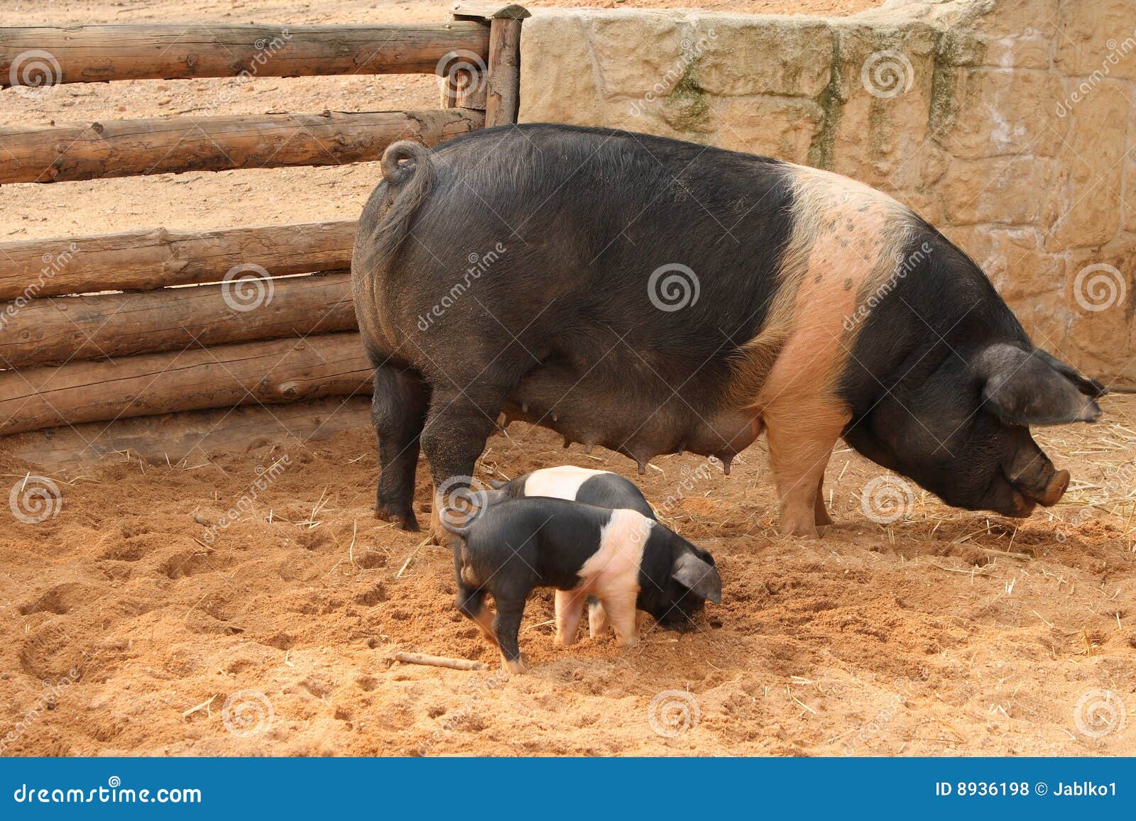 Zeug met biggetjes stock foto. Image of griep, zoölogie - 8936198
