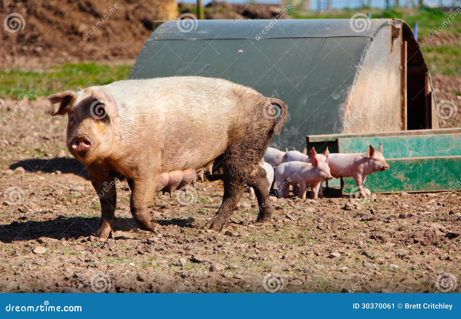 Zeugvarken en biggetjes stock afbeelding. Image of landbouw - 30370061