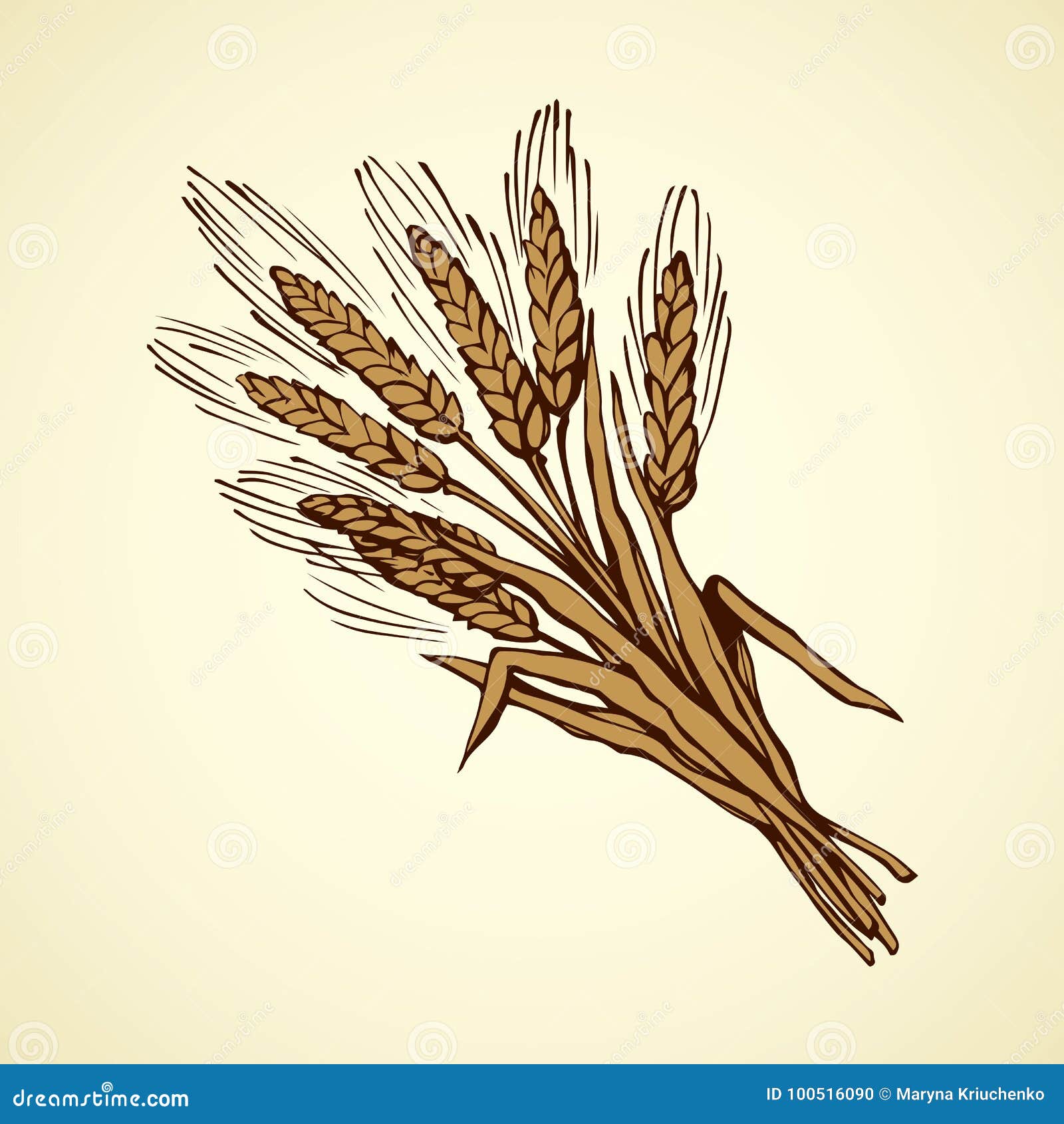 Zeven Aartjes Van Tarwe Vector Tekening Vector Illustratie ...