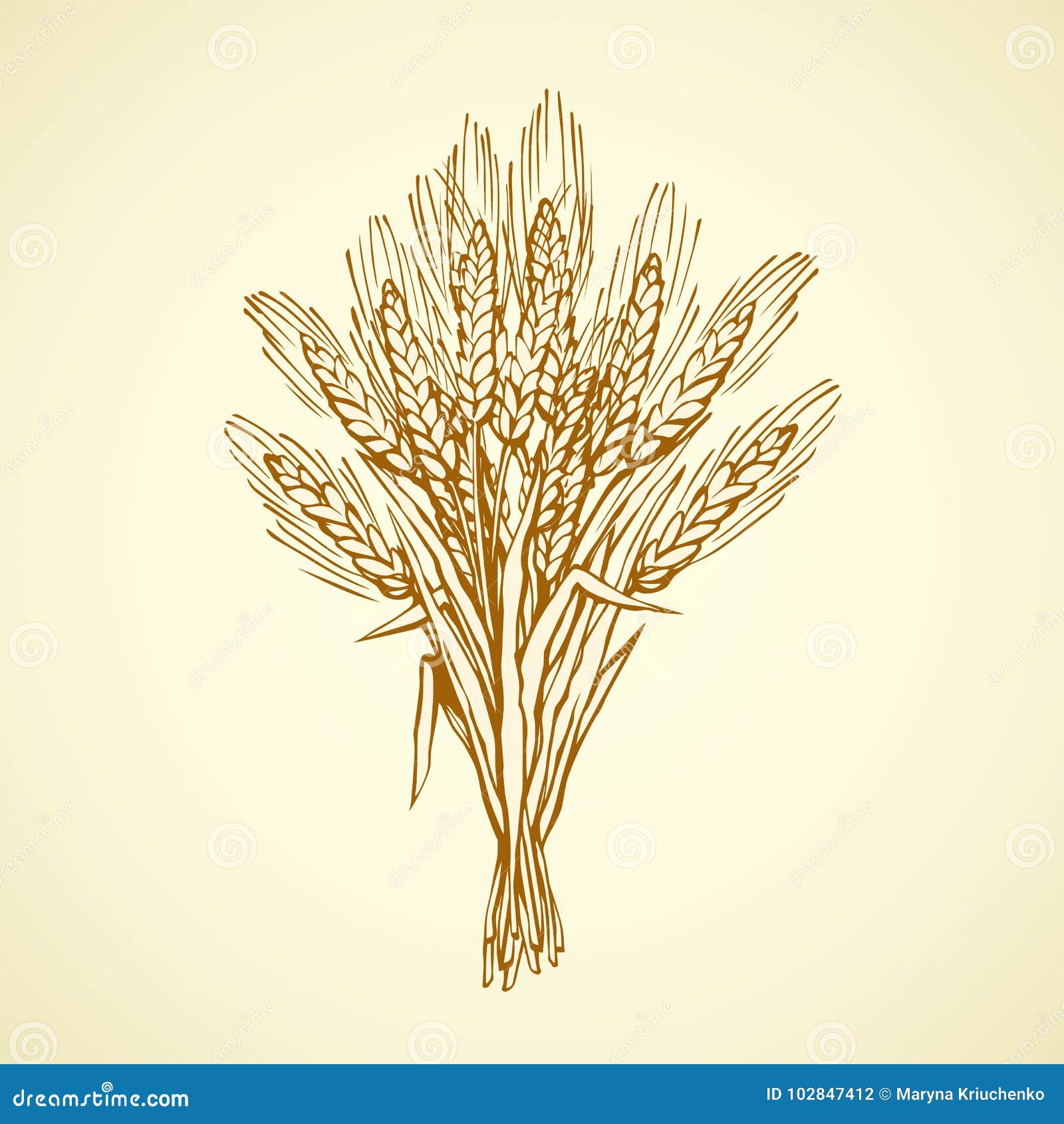 Zeven Aartjes Van Tarwe Vector Tekening Vector Illustratie ...