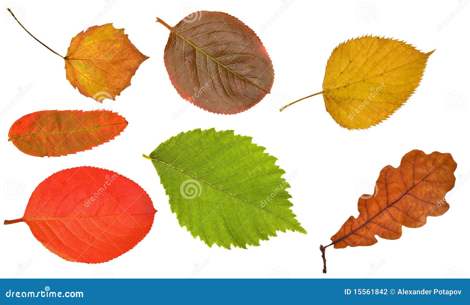 Zeven Verschillende Bladeren Op Wit Stock Foto - Image of gazon, groen ...