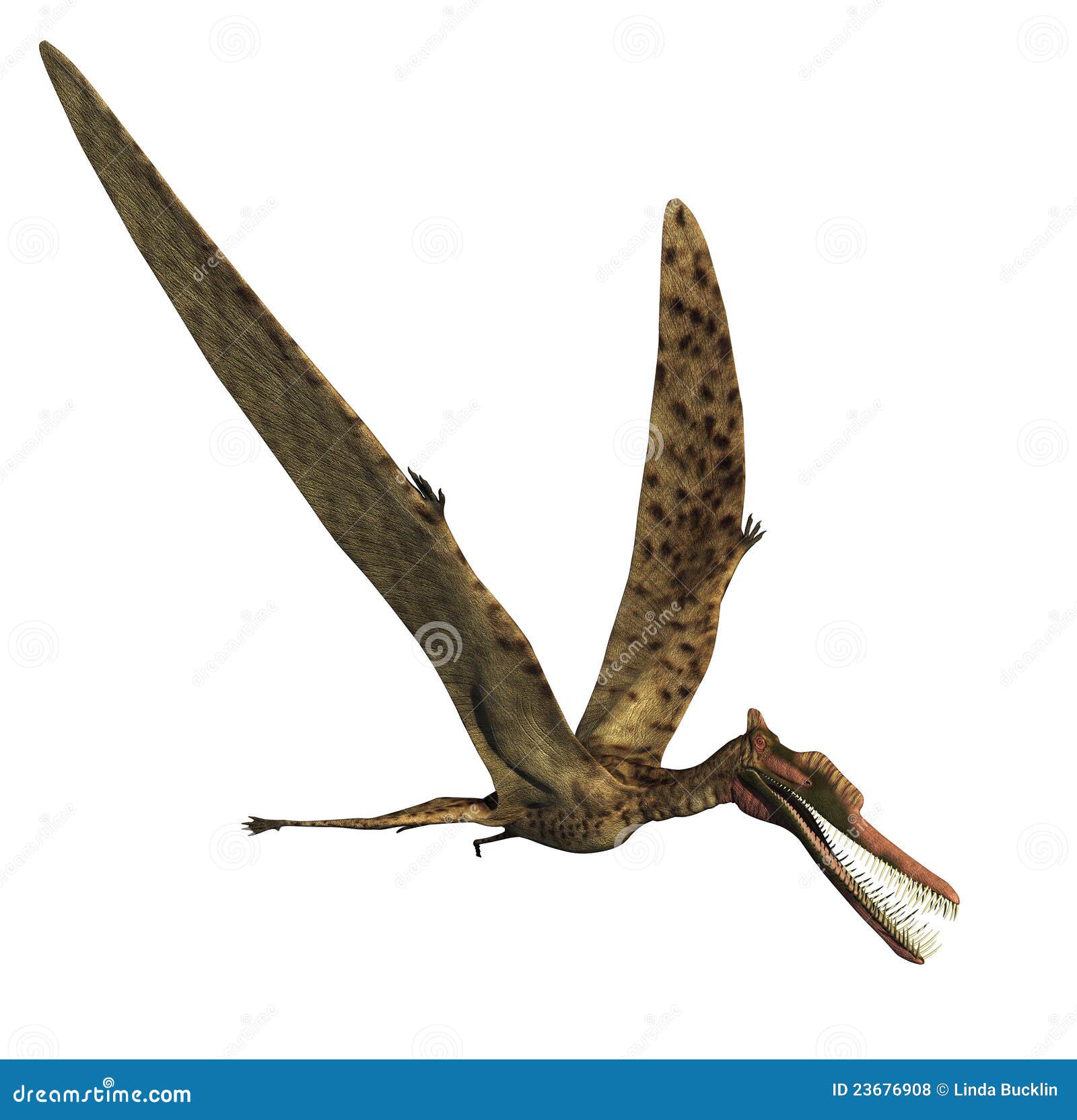 Zhenyuanopterus Dinosaur stock illustration. Illustration of white ...