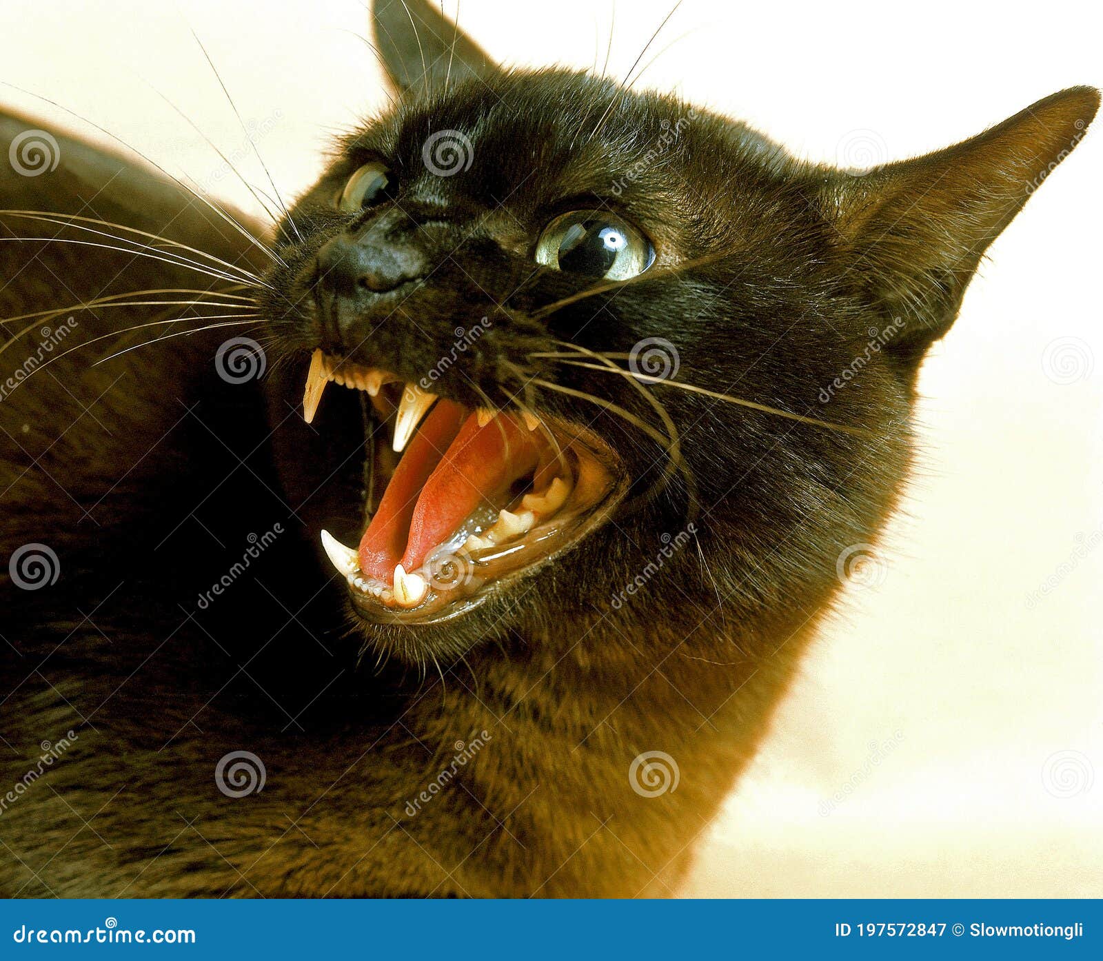 Zibeline Burmese Domestic Cat, Defensive Posture Stock Image - Image of ...