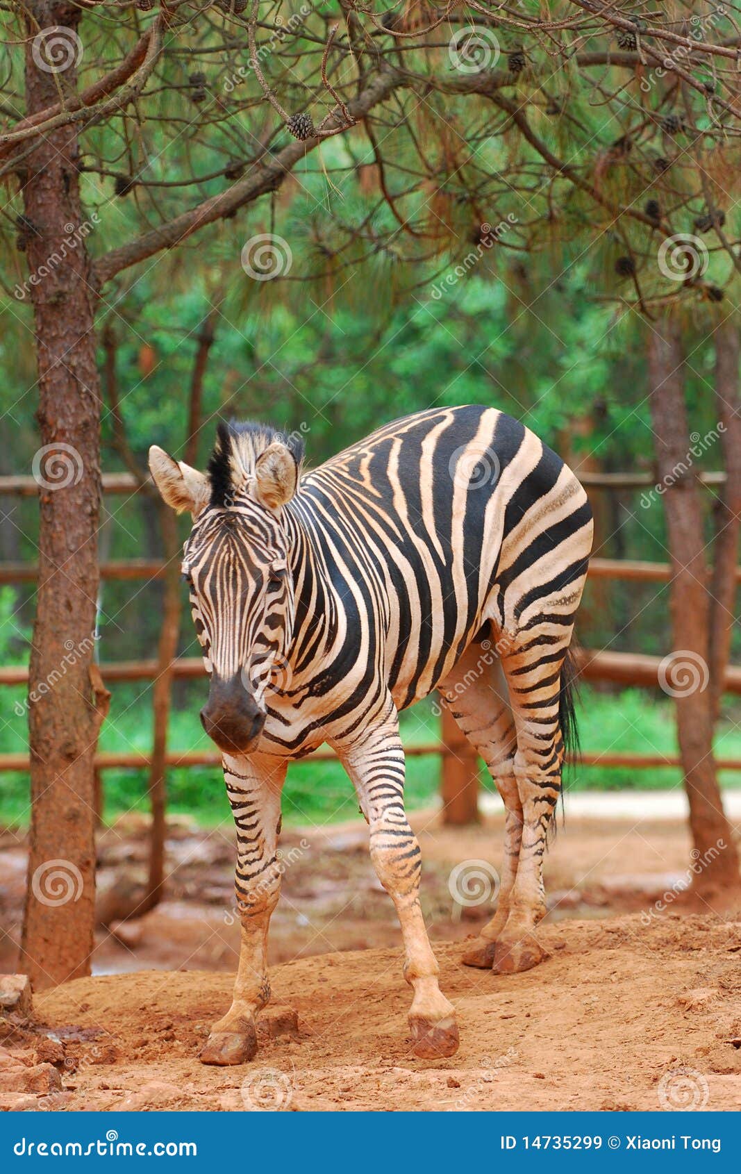 Zibra stock image. Image of savannah, habitat, game, beauty - 14735299