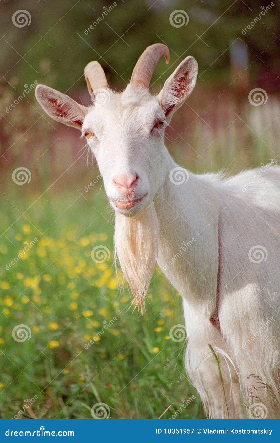 Ziege stockbild. Bild von inländisch, gras, vieh, frontseite - 10361957