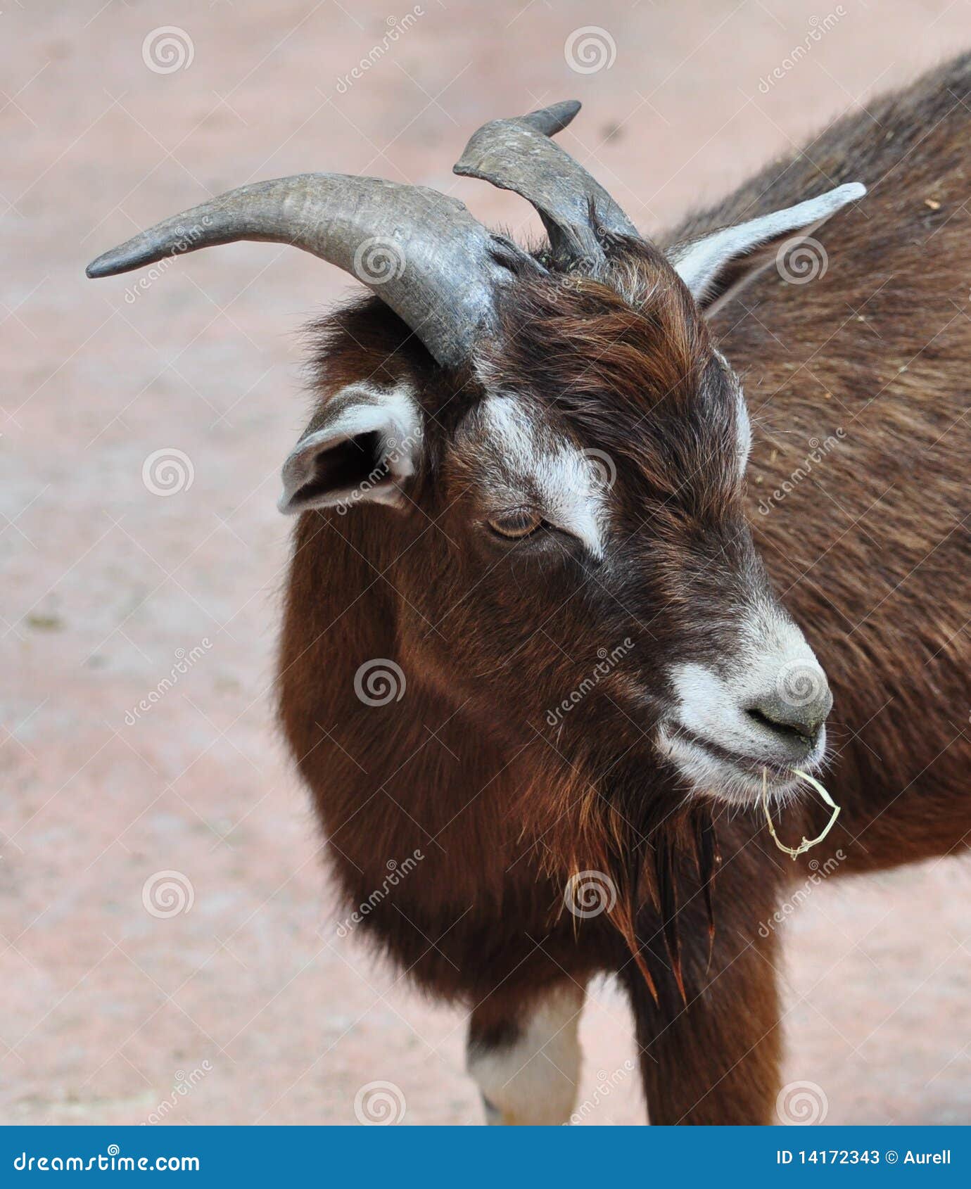 Ziege stockbild. Bild von pelz, tier, ziege, sonnenuntergang - 14172343