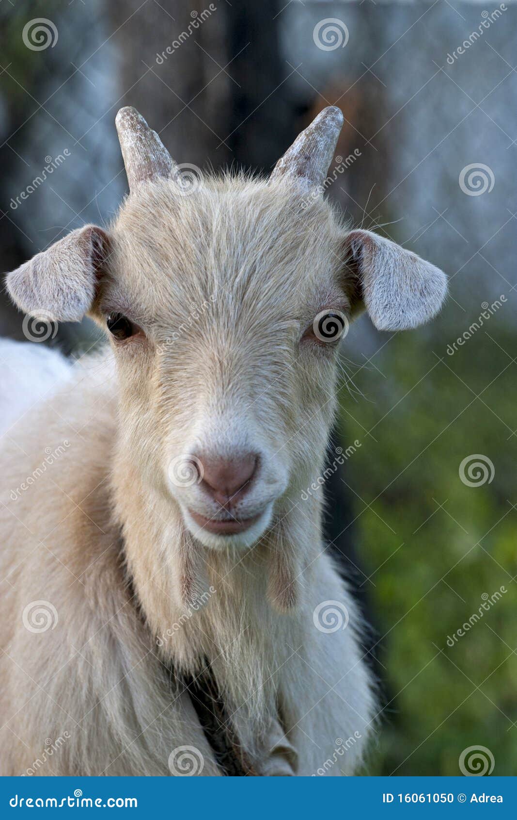 Ziege stockfoto. Bild von nave, wollen, anstarren, nett - 16061050