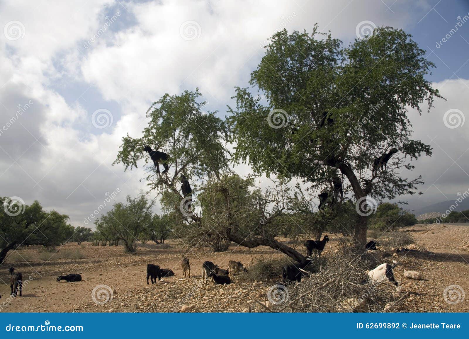 Ziege, Die Argan Trees in Marokko Klettert Stockfoto - Bild von bäume ...