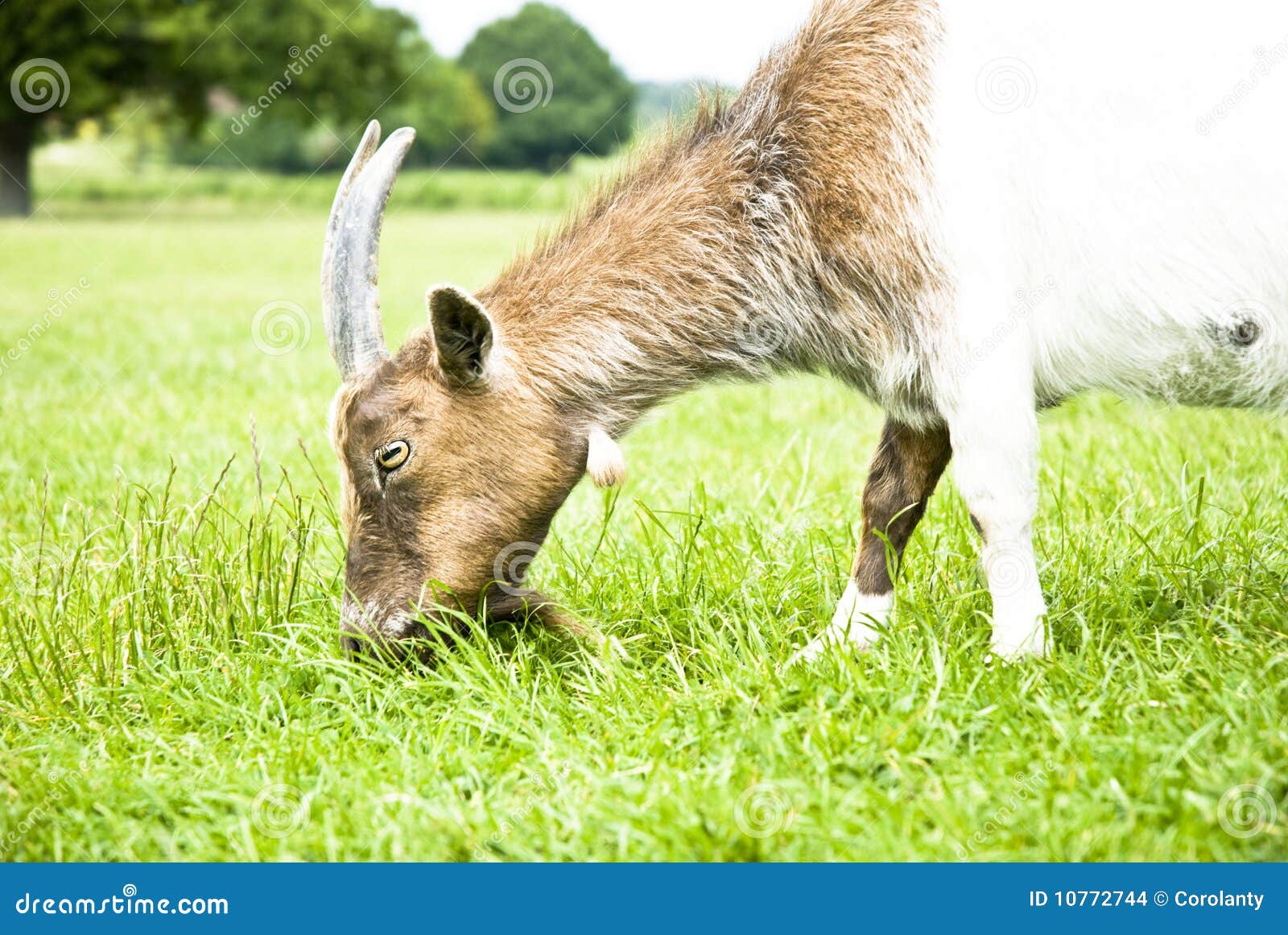 Ziege, die Gras isst. stockfoto. Bild von haarig, essen - 10772744