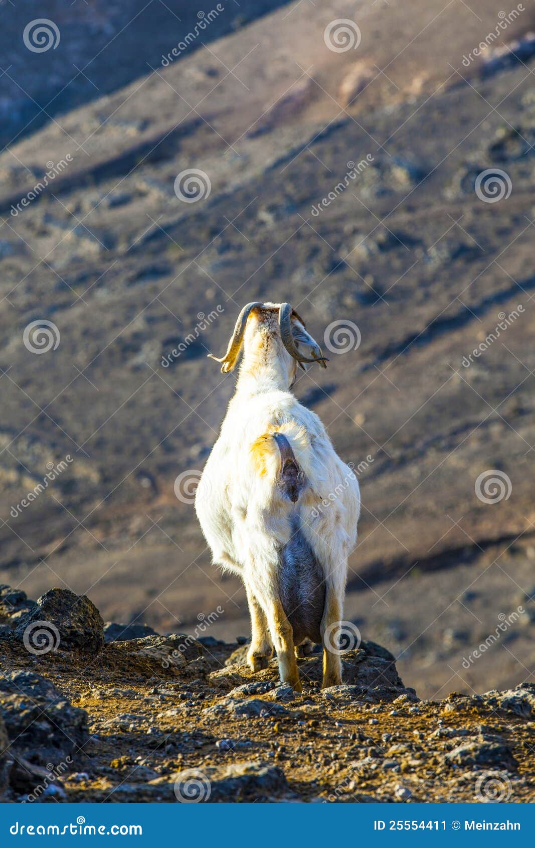 Ziege, Die Oben Auf Einen Berg in Lanzarote Steht Stockbild - Bild von ...