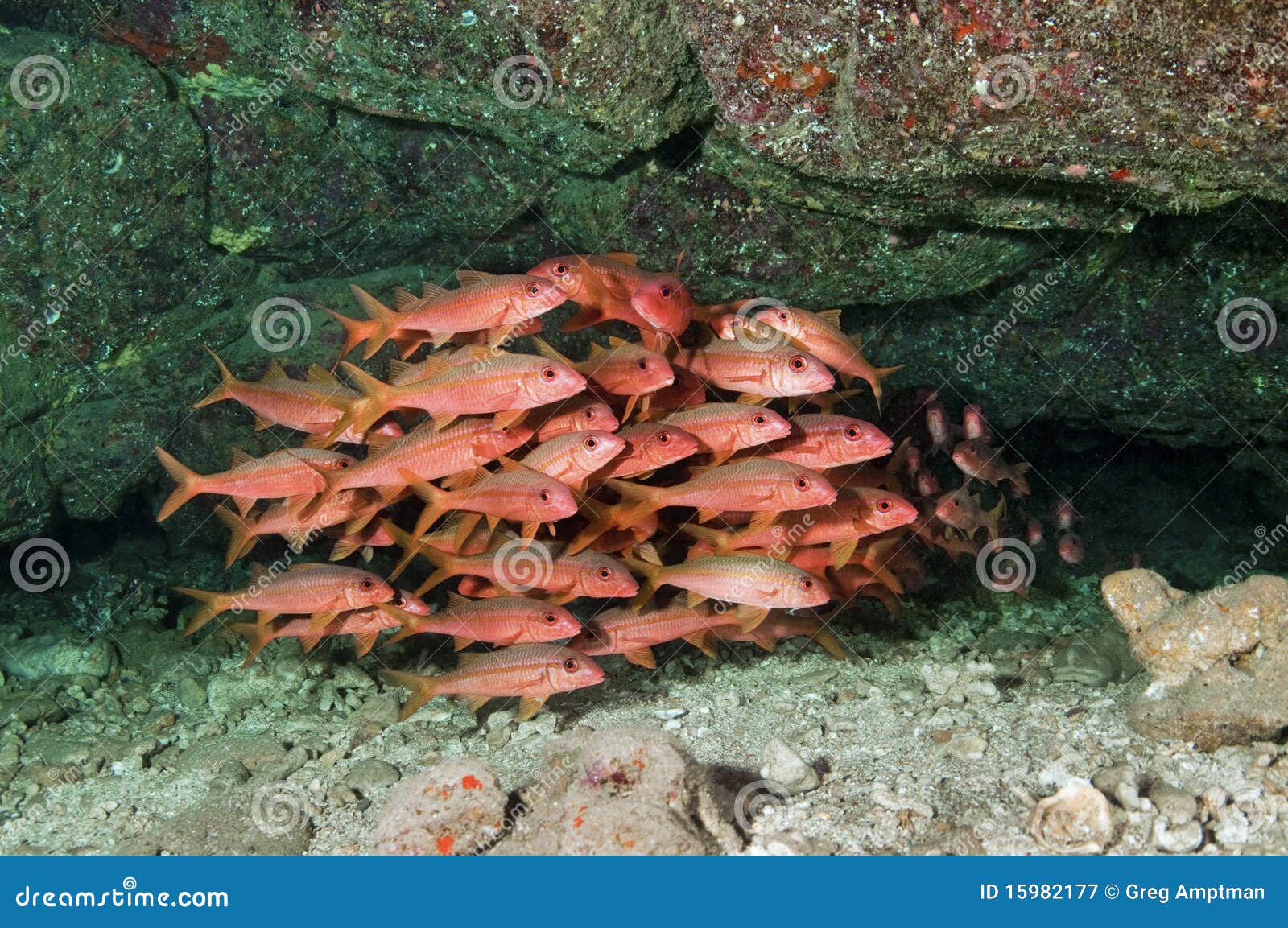 Ziege-Fische stockbild. Bild von unterwasser, wildnis - 15982177