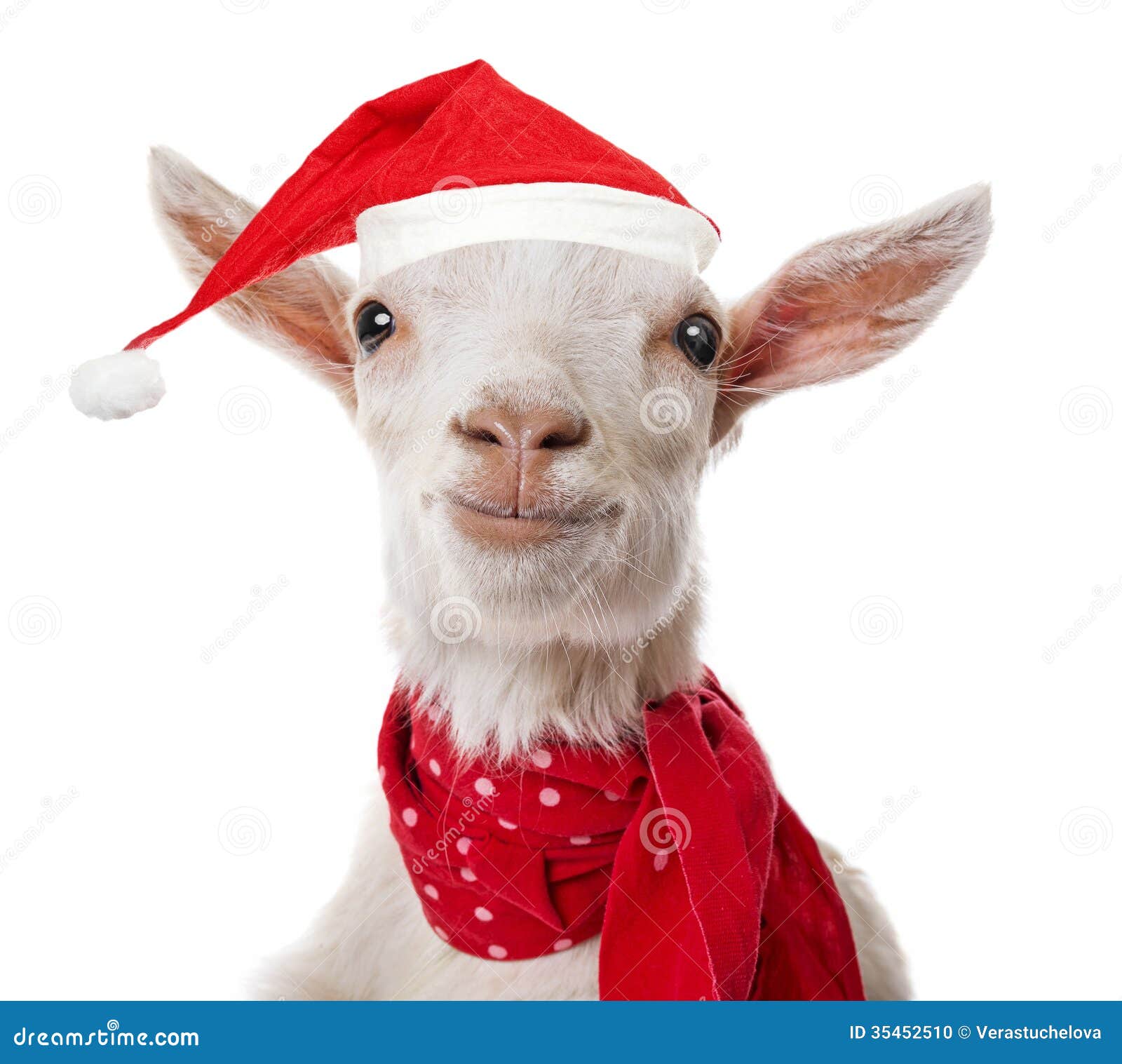 Ziege Mit Einer Roten Sankt-Kappe Stockfoto - Bild von inländisch ...