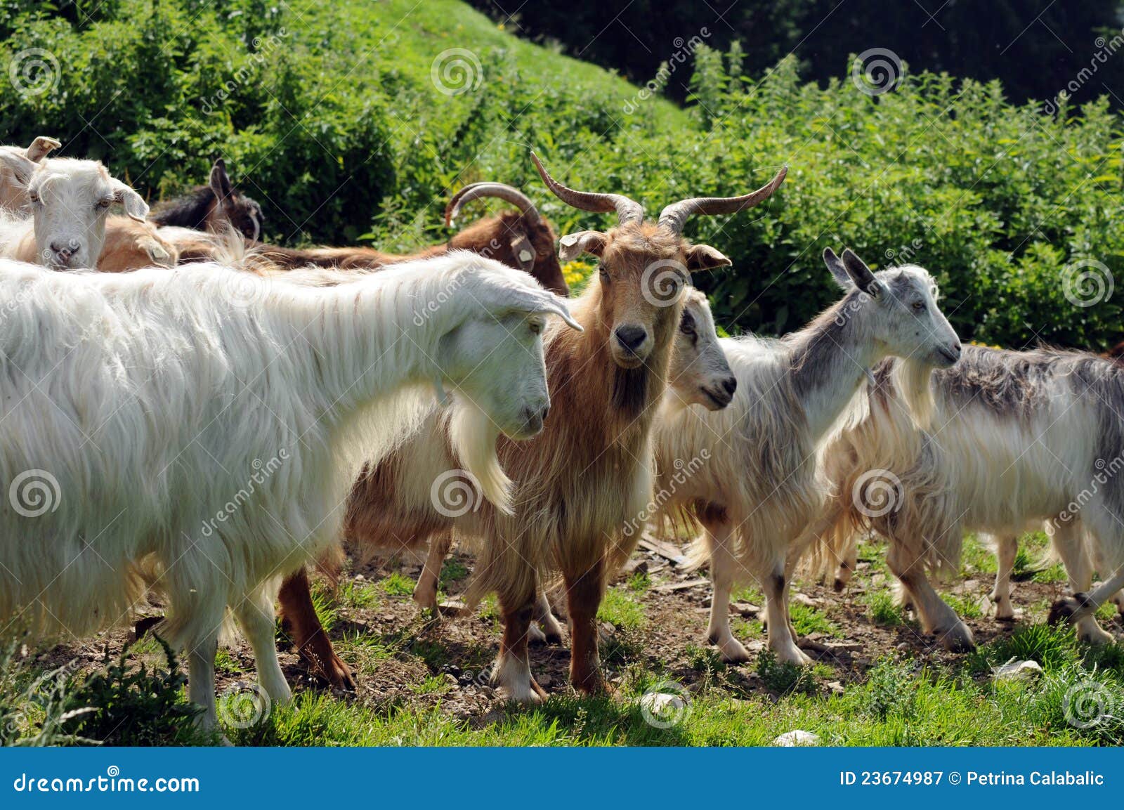 Ziegen stockbild. Bild von nave, tier, bauernhof, ziegen - 23674987