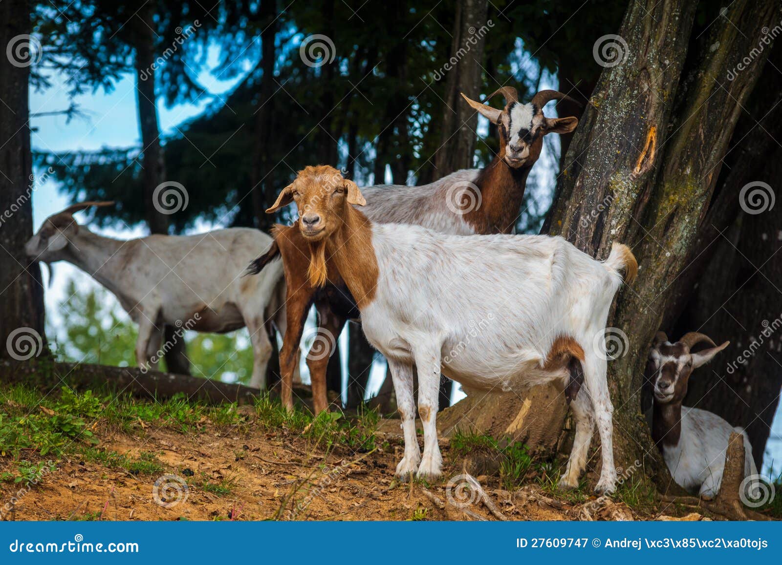 Ziegen stockbild. Bild von grün, tier, landwirtschaft - 27609747