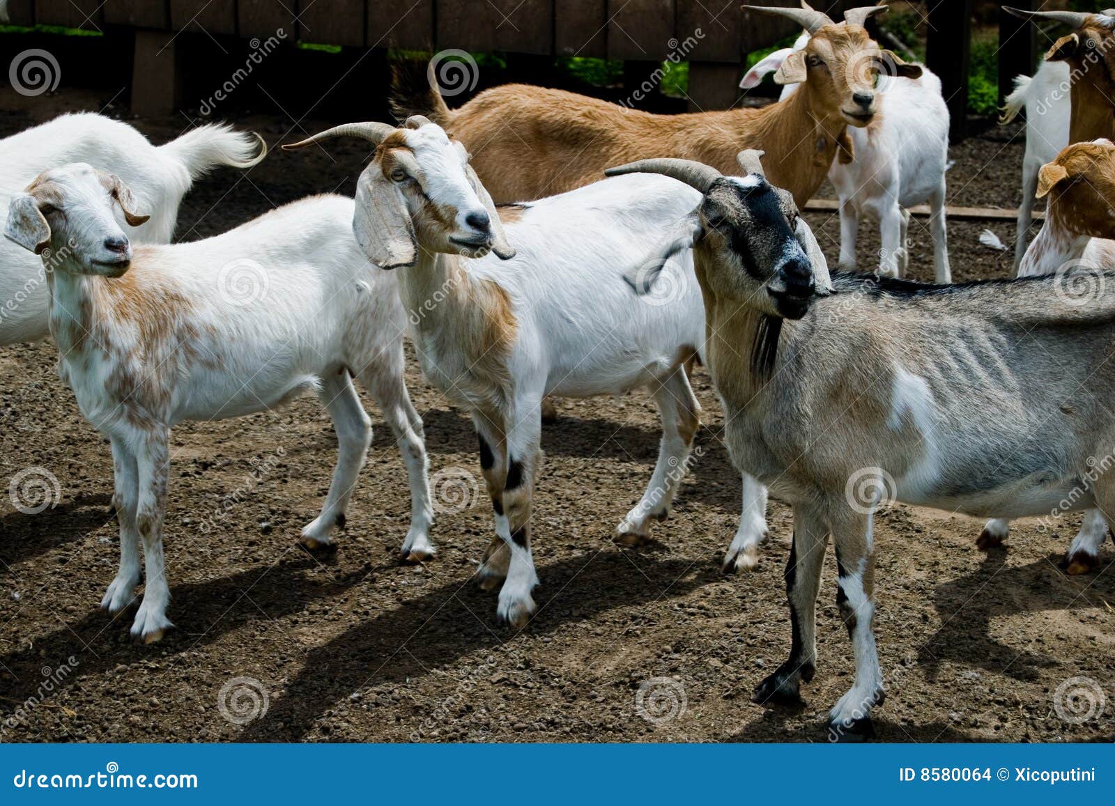Ziegen stockfoto. Bild von auge, biologie, hupe, boden - 8580064