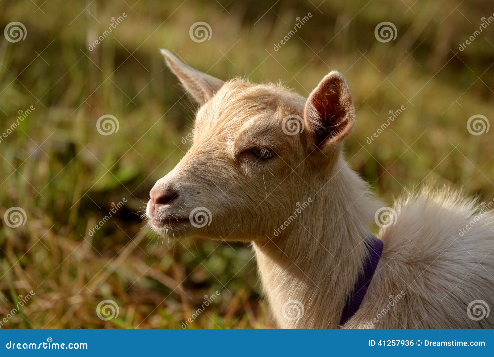 Ziegenprofil stockfoto. Bild von profil, ziege, schätzchen - 41257936