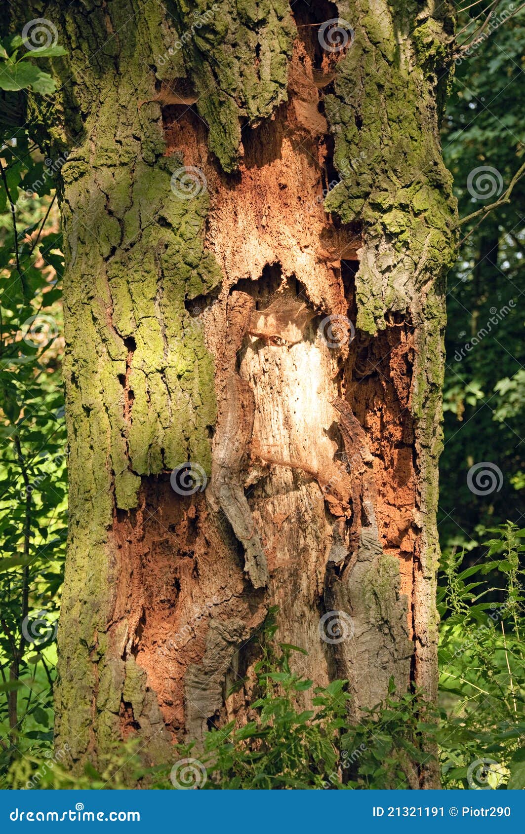 Zieke Boomstam Van Een Boom Stock Afbeelding - Image of sterven ...
