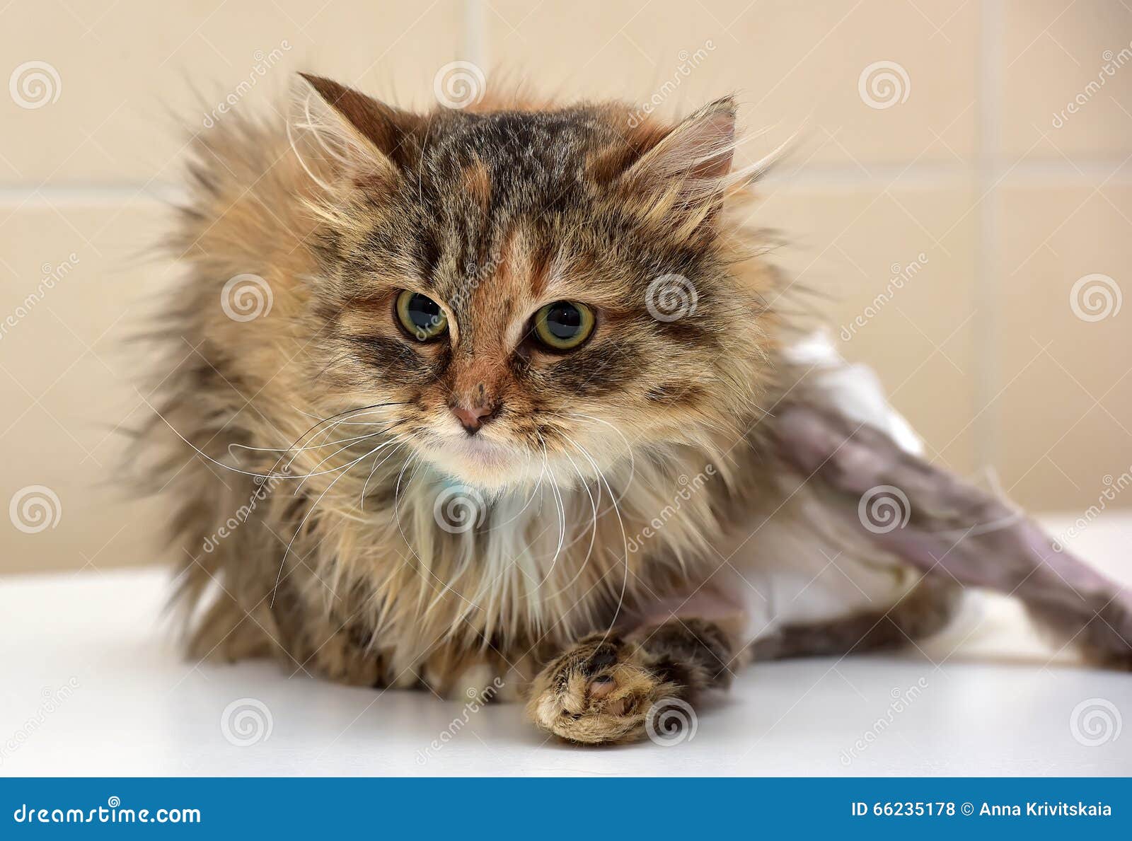 Zieke kat in luiers stock foto. Image of druppelbuisje - 66235178