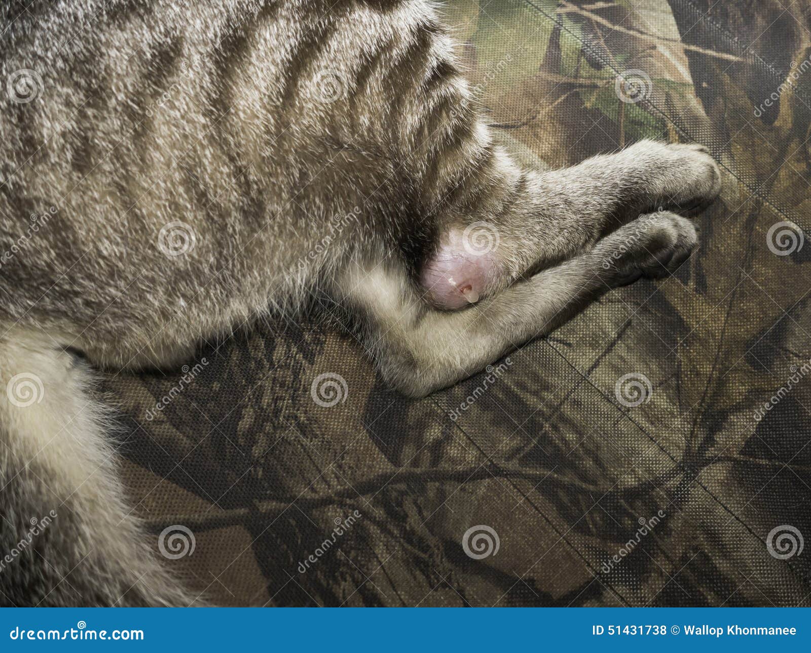 Zieke kat met een wond stock foto. Image of bont, één - 51431738