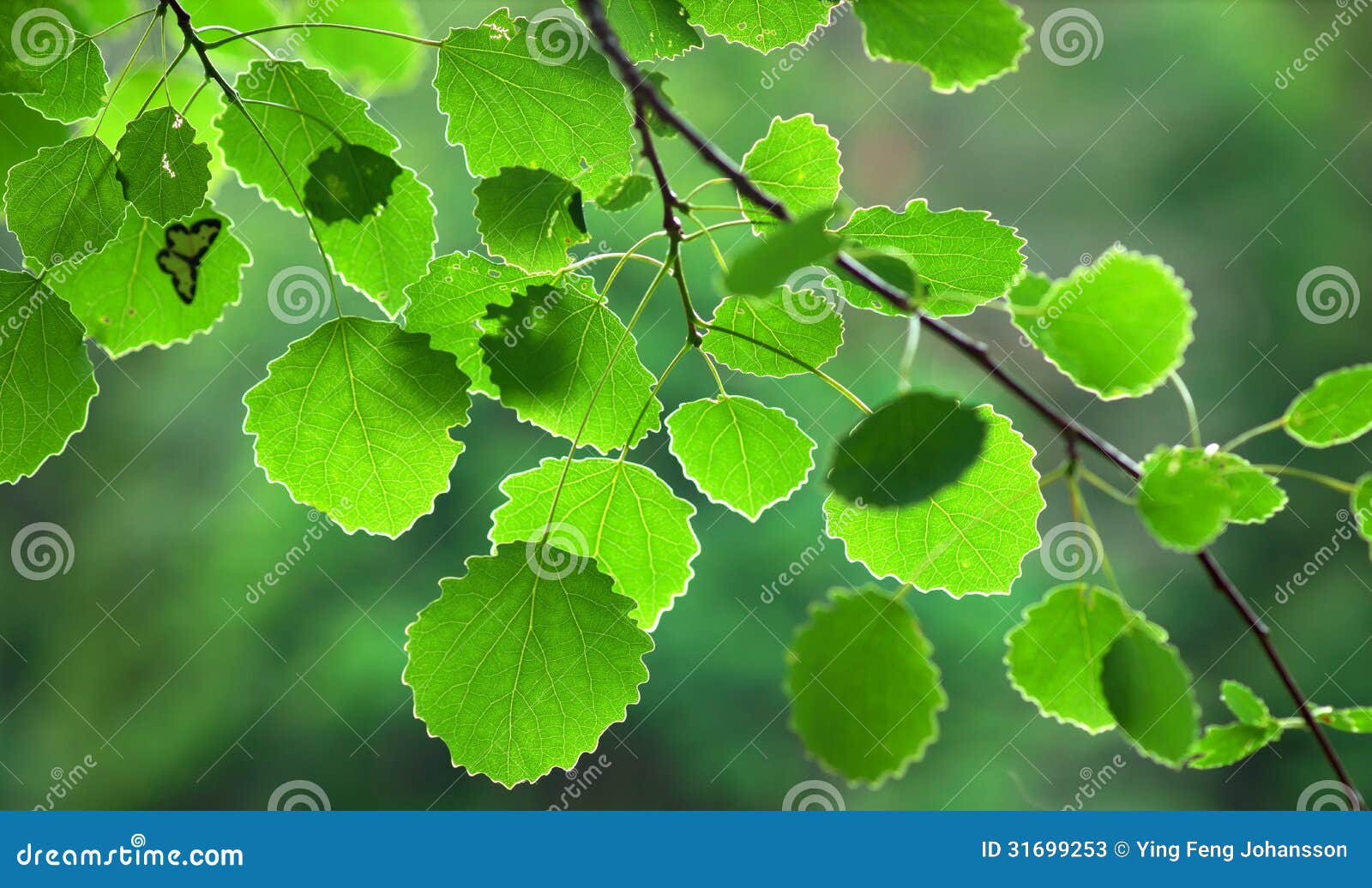 Zieleni osika liście obraz stock. Obraz złożonej z osika - 31699253