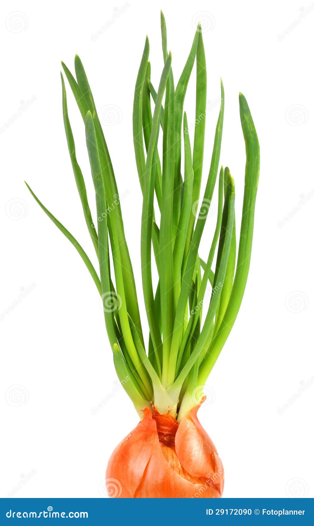 Zielona cebula zdjęcie stock. Obraz złożonej z zbliżenie - 29172090