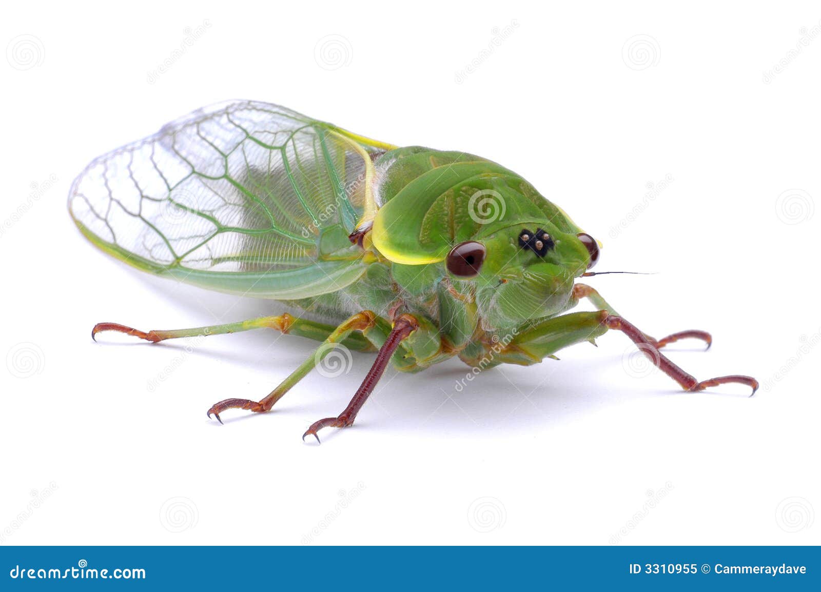 Zielony Cykada Owad Zdjęcie Royalty Free - Obraz: 3310955