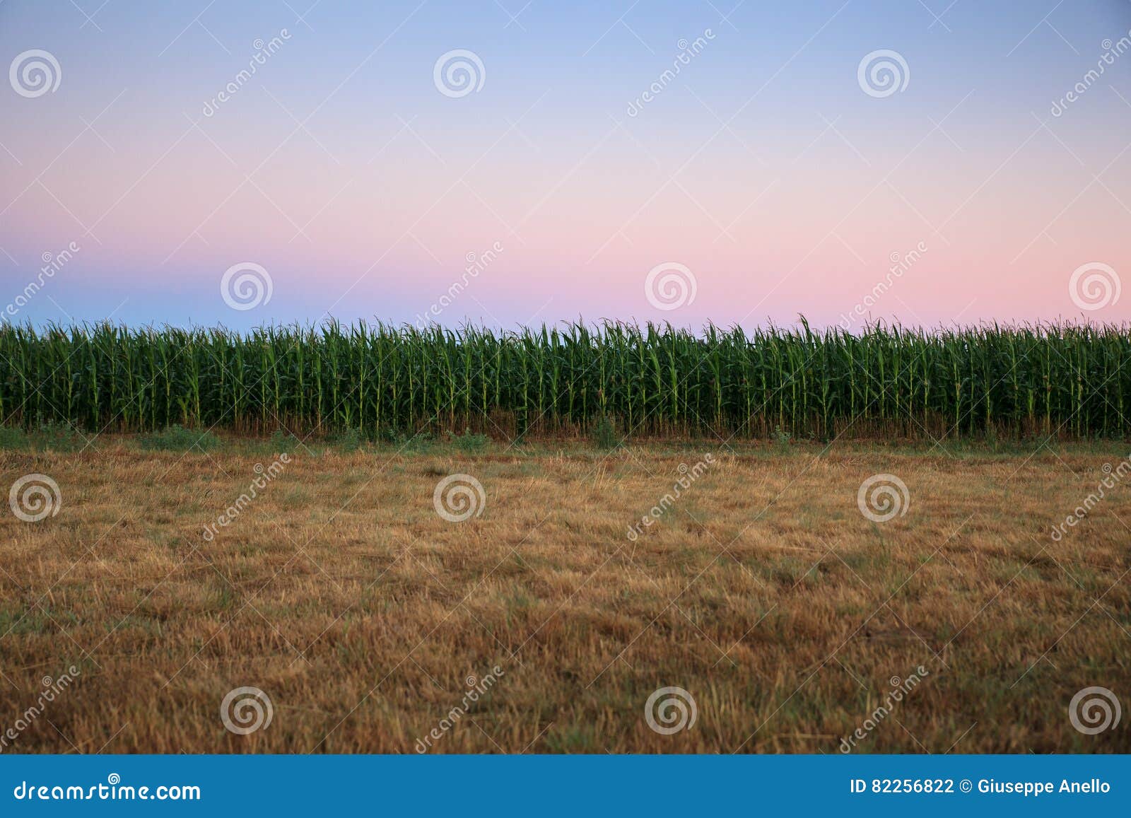 Zielony Pole Uprawne W Ranku Zdjęcie Stock - Obraz złożonej z kukurudza ...