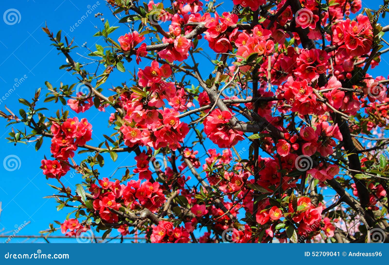 Zierquitte/japanische Quitte Stockbild - Bild von nave, japanisch: 52709041