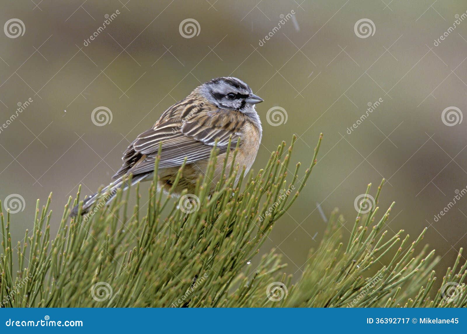 Zigolo Muciatto, Emberiza CIA Immagine Stock - Immagine di natura ...