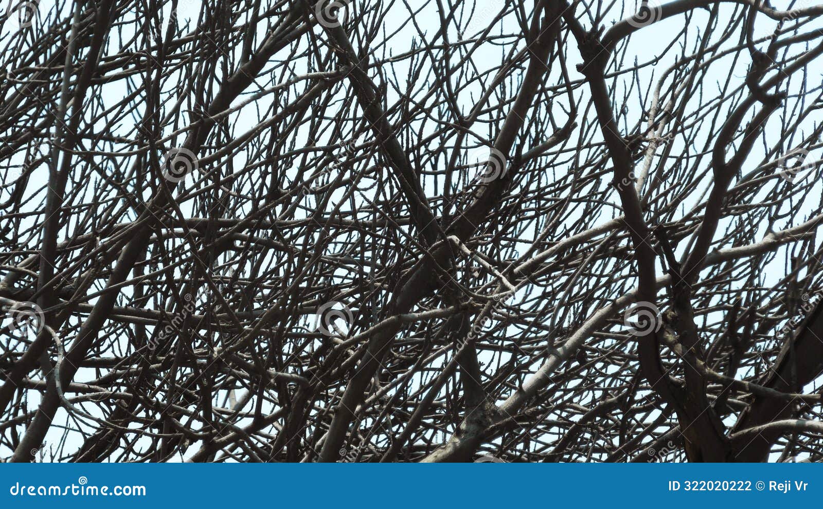 Zigzag Branches of Skeleton Tree Stock Photo - Image of branch, wild ...