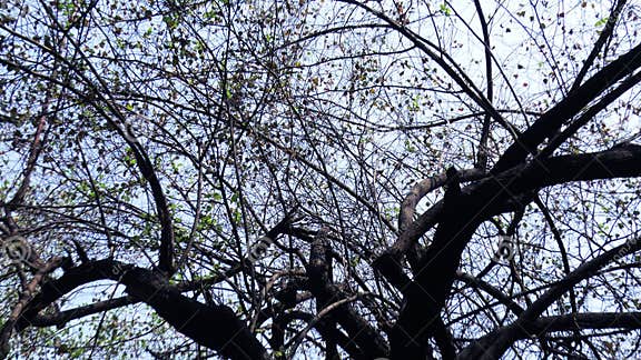 Zigzag Branches of Skeleton Tree Stock Photo - Image of zigzag ...